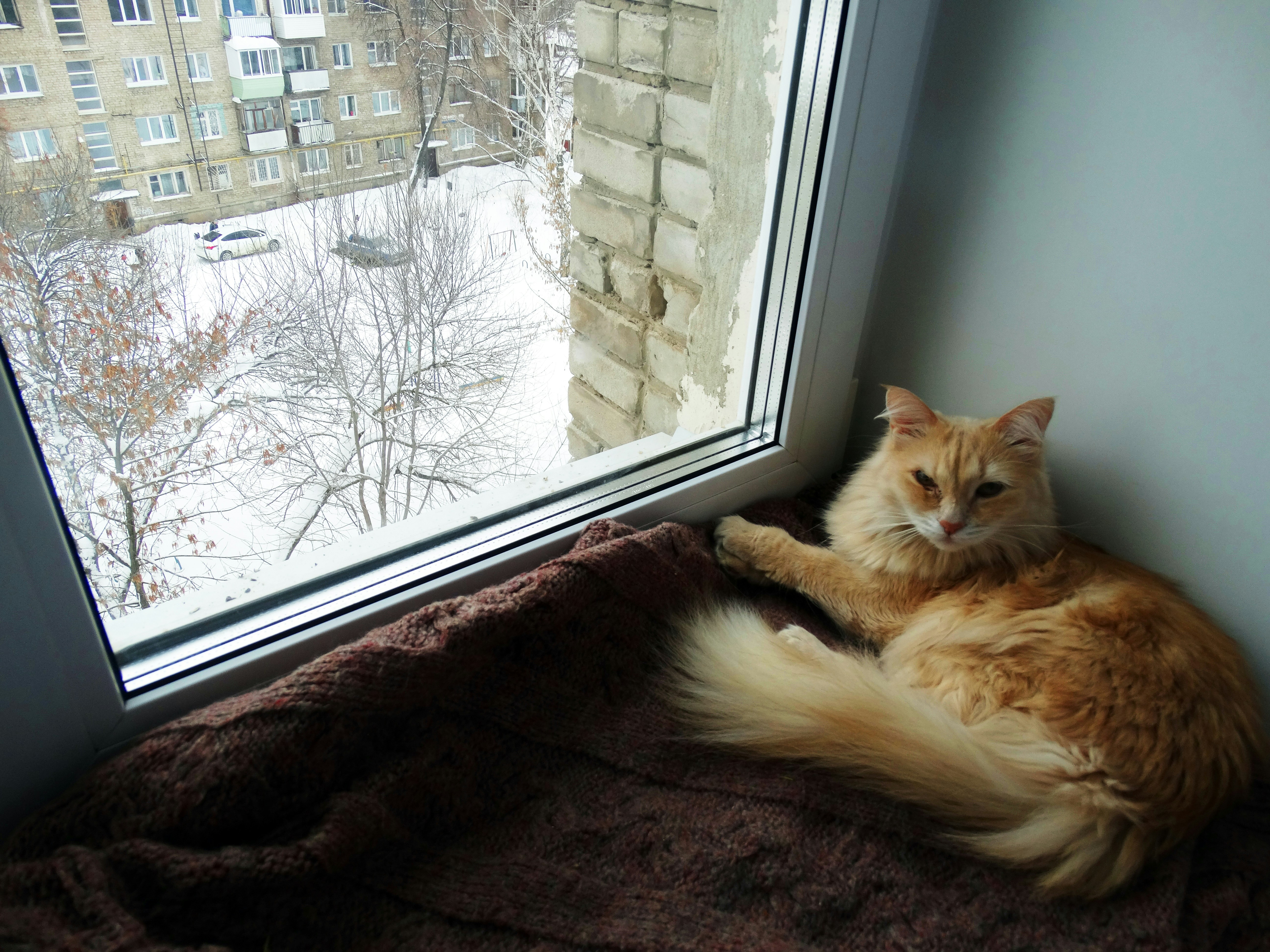 cat Nelson