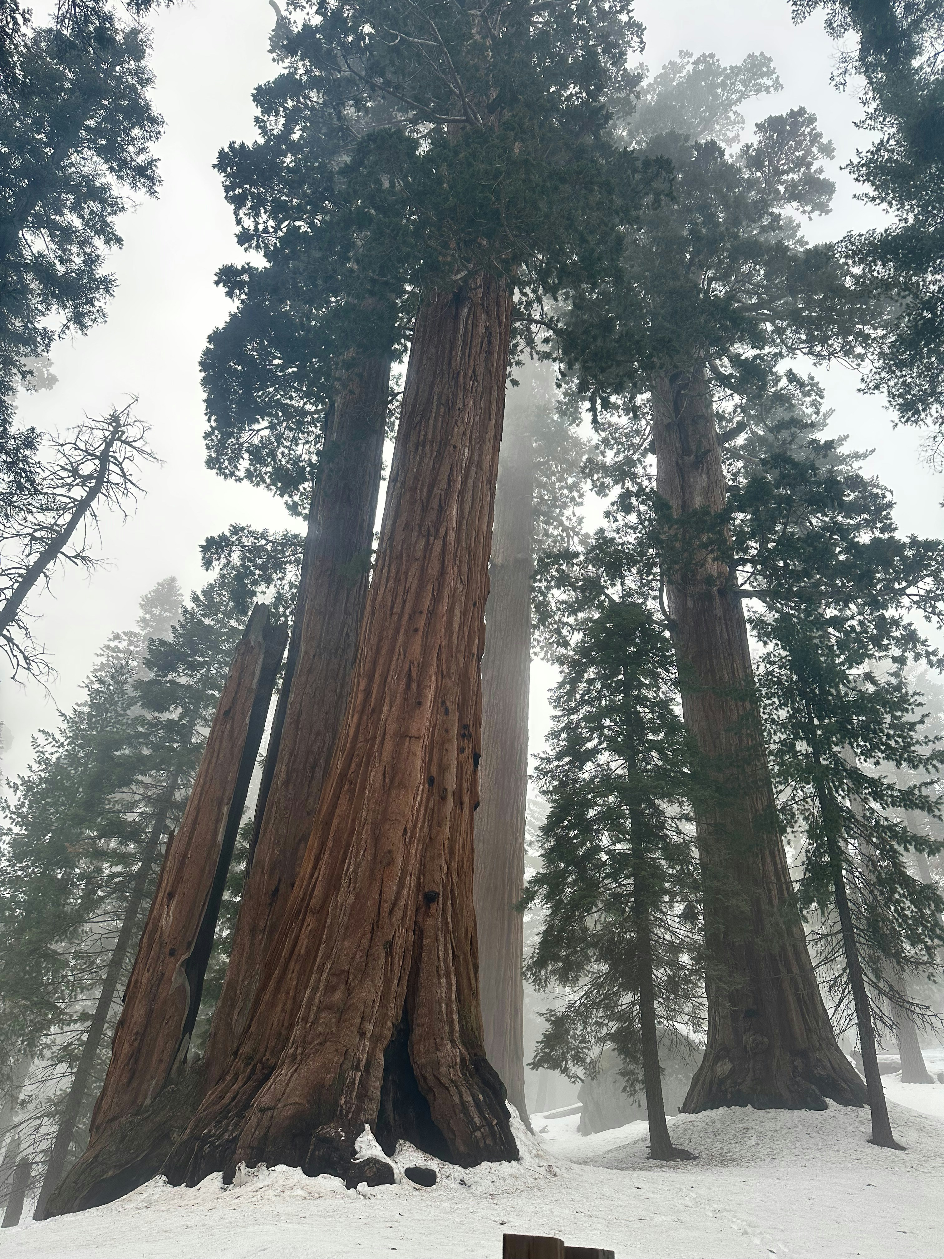 Majestic Giants in Winter's Quiet