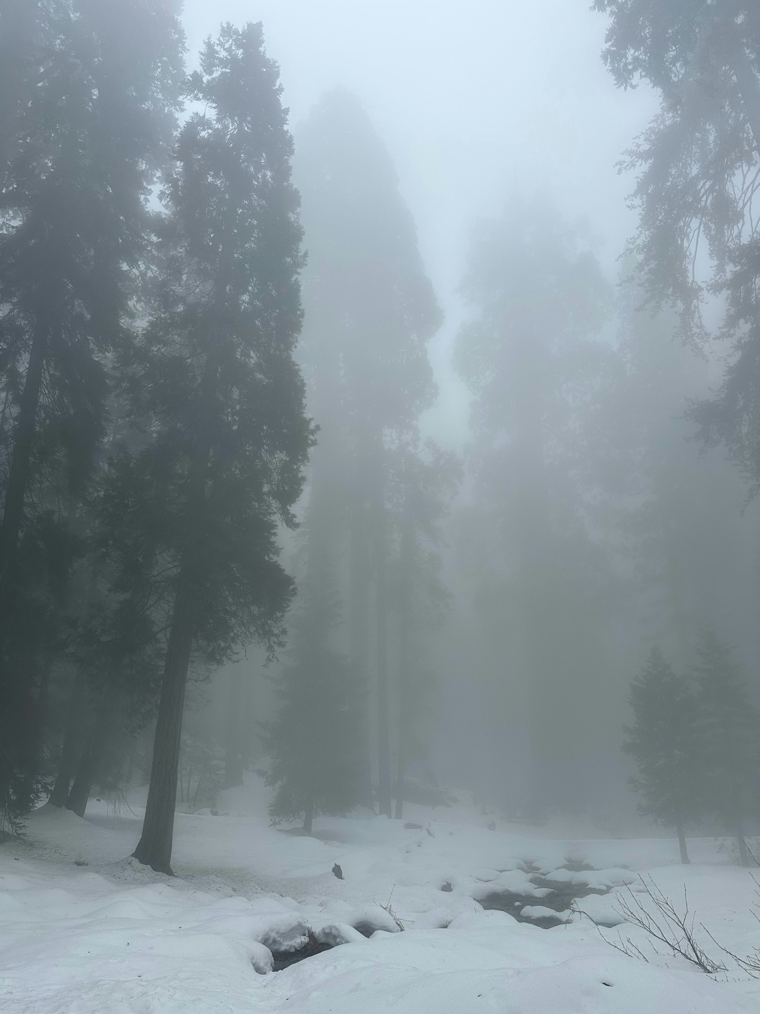 Mist Valley: Pines vanishing into a winter haze