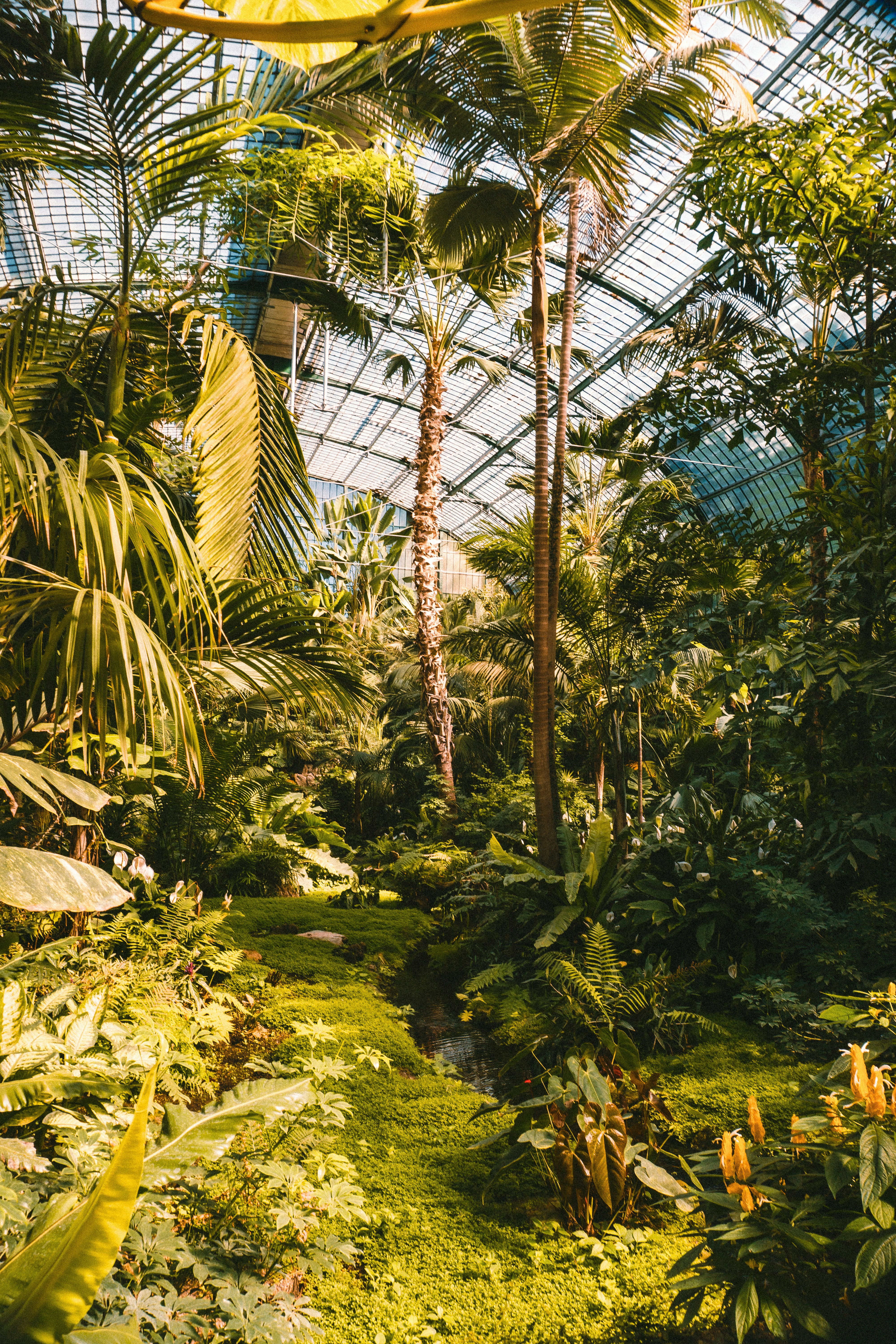 Verdant Cathedral: Sunlit Tropical Atria Under Glass