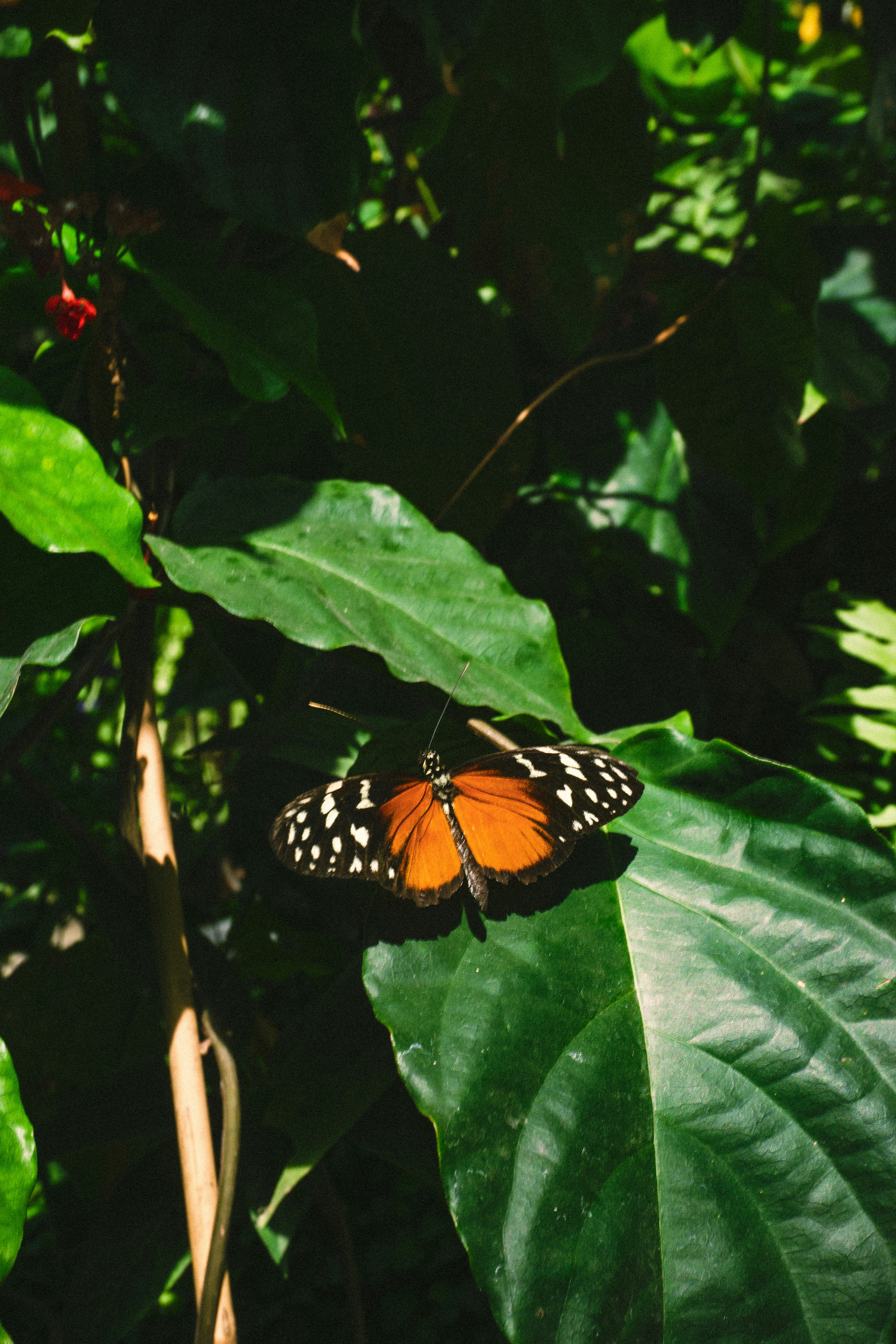 Orange-and-Black Butterfly Resting on a Green Leaf