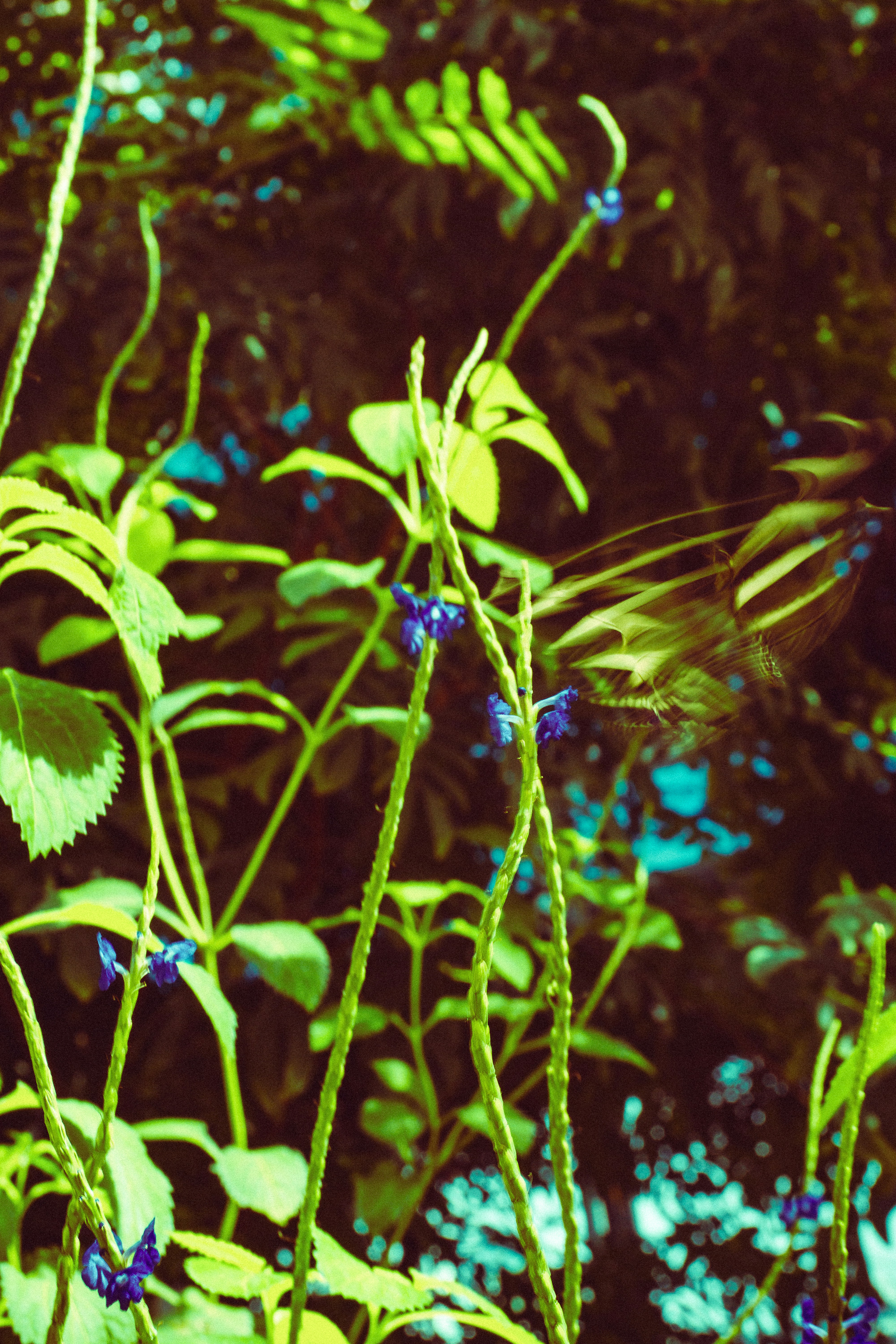 Vine-veiled Garden Threads: Blue Blooms in Sunlit Green