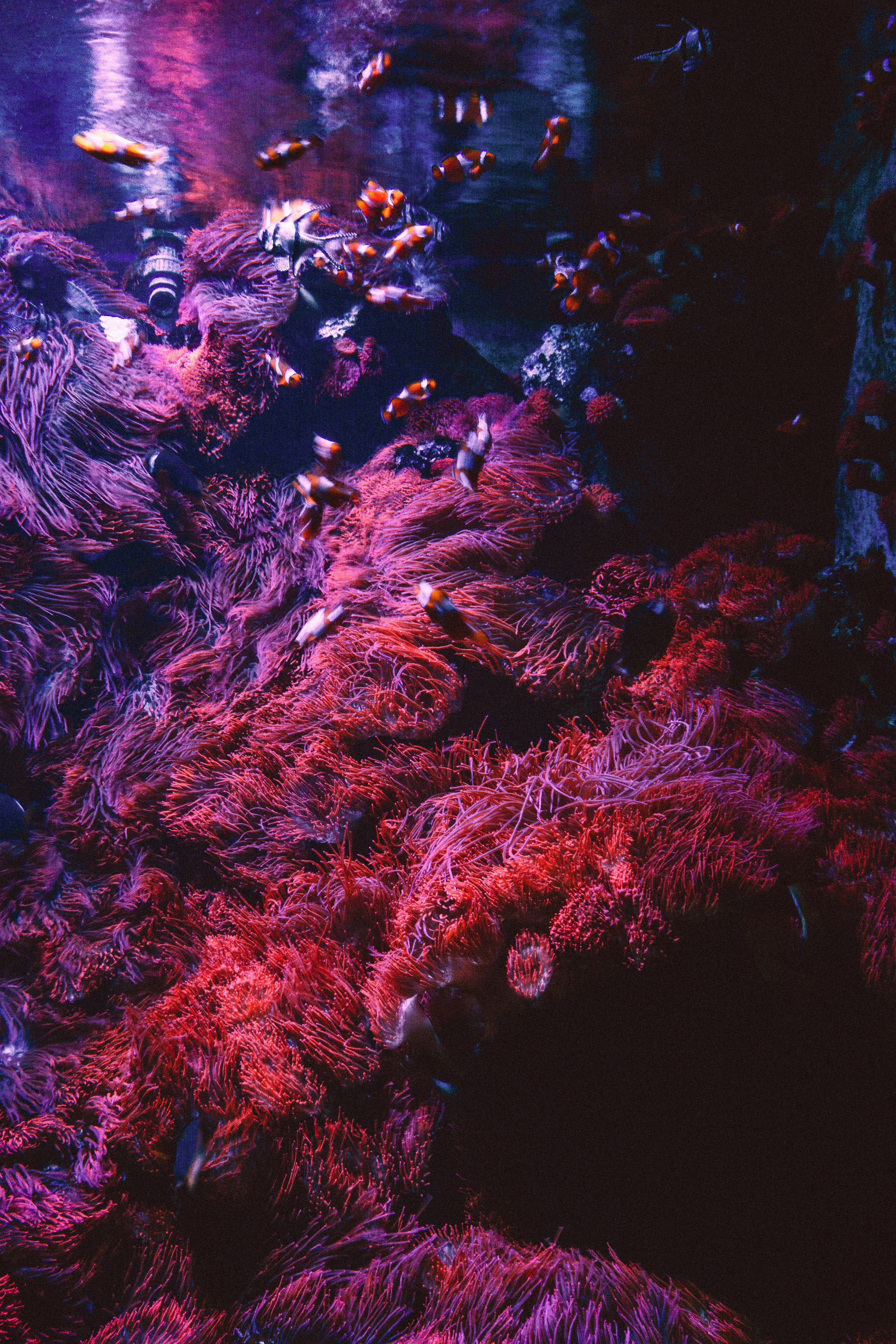 Underwater Coral Bloom: Neon Reds in Twilight Reef