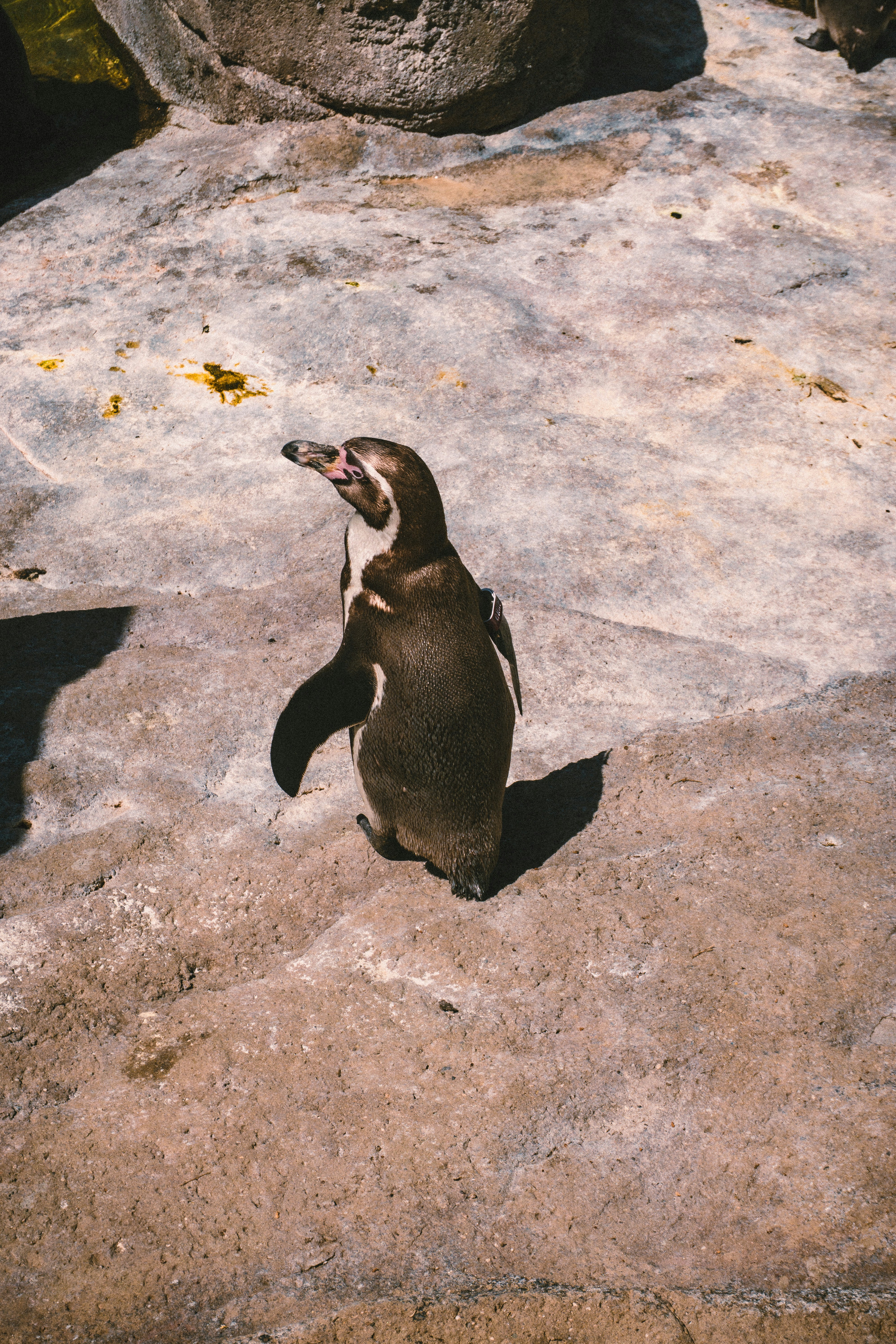 Penguin on a Sunlit Rock: A Surprising Standstill