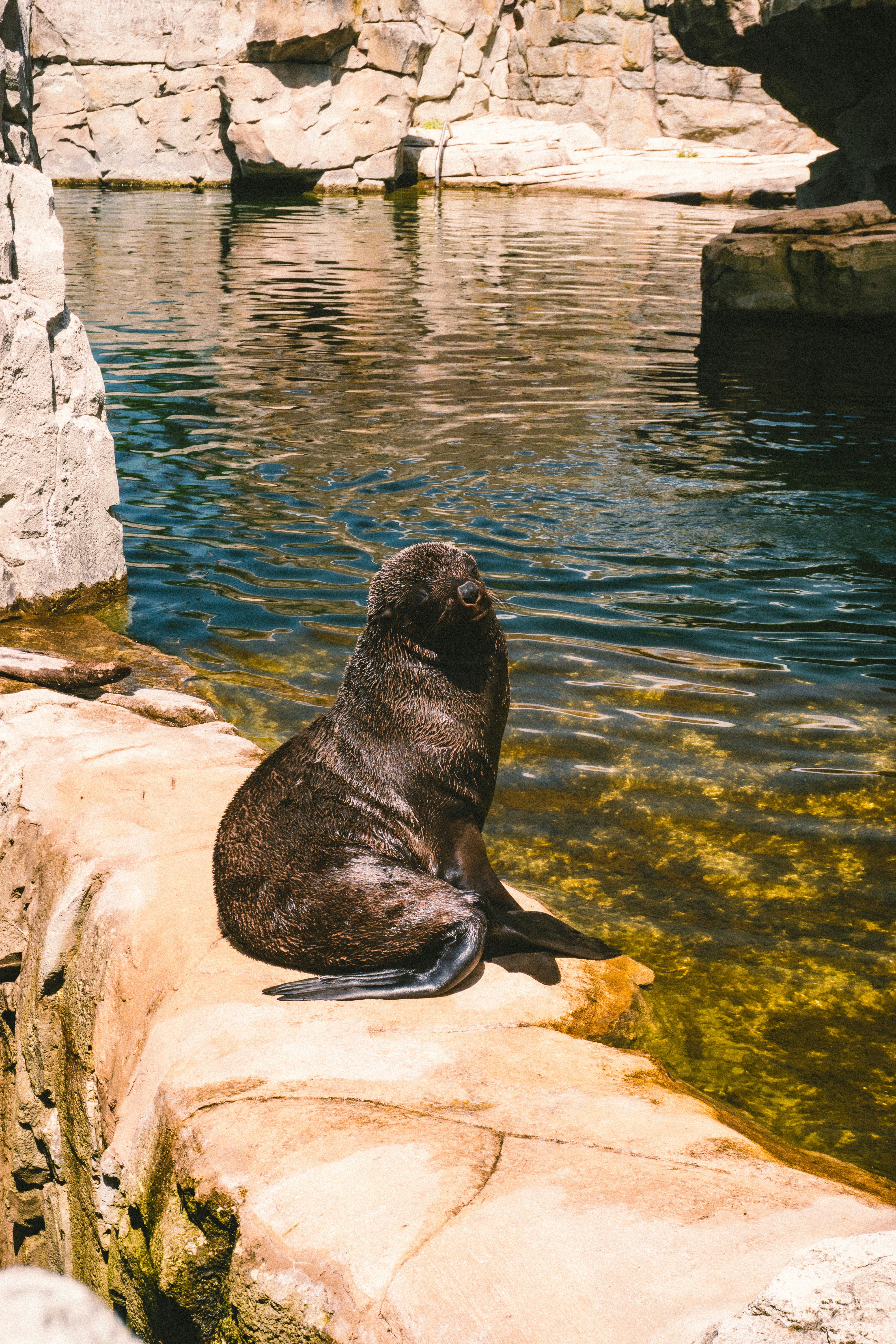 Seated Seal at the Cliff Edge: Quiet Coastal Portrait