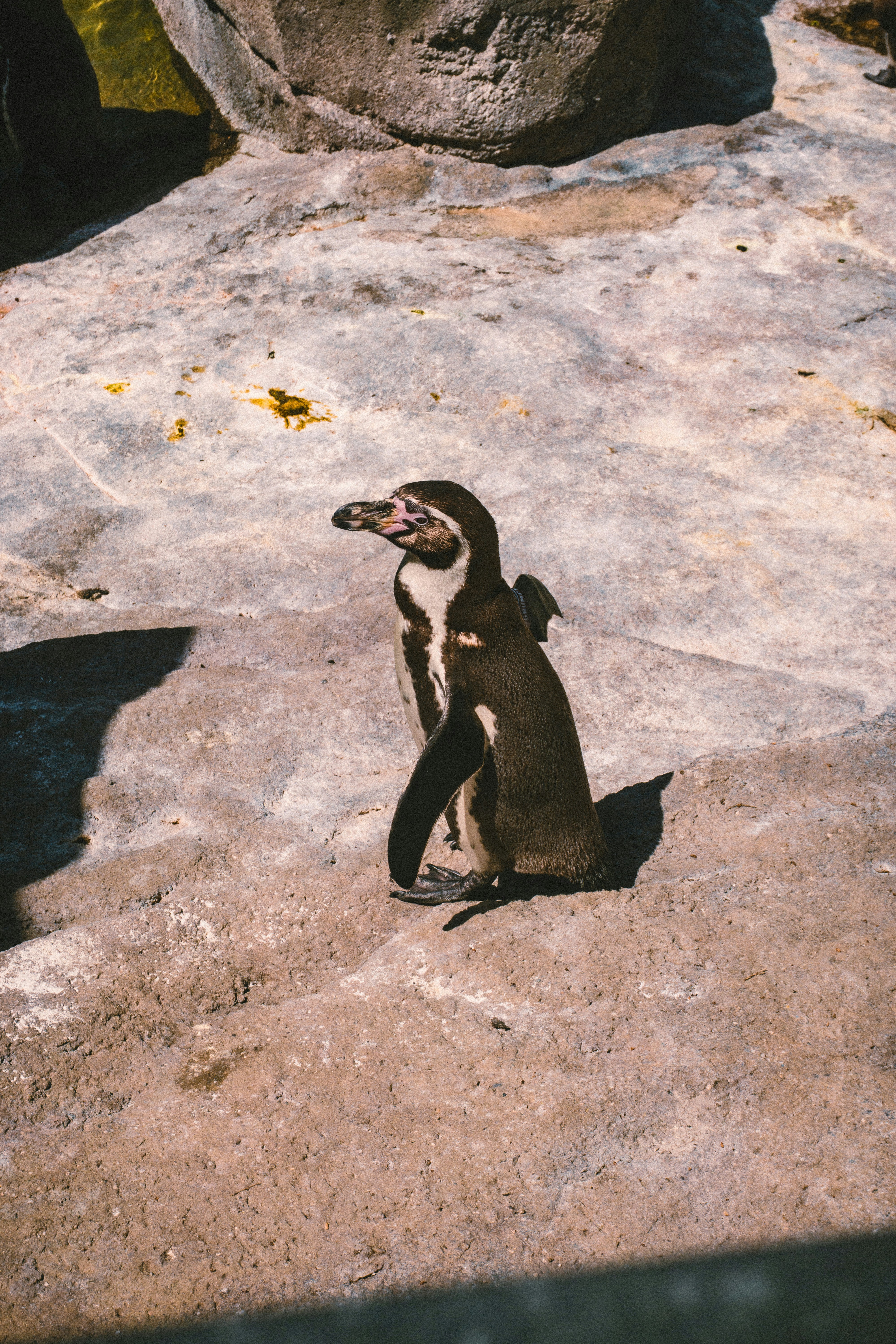 Penguin on Sunlit Stone: A Quiet Moment by the Tide