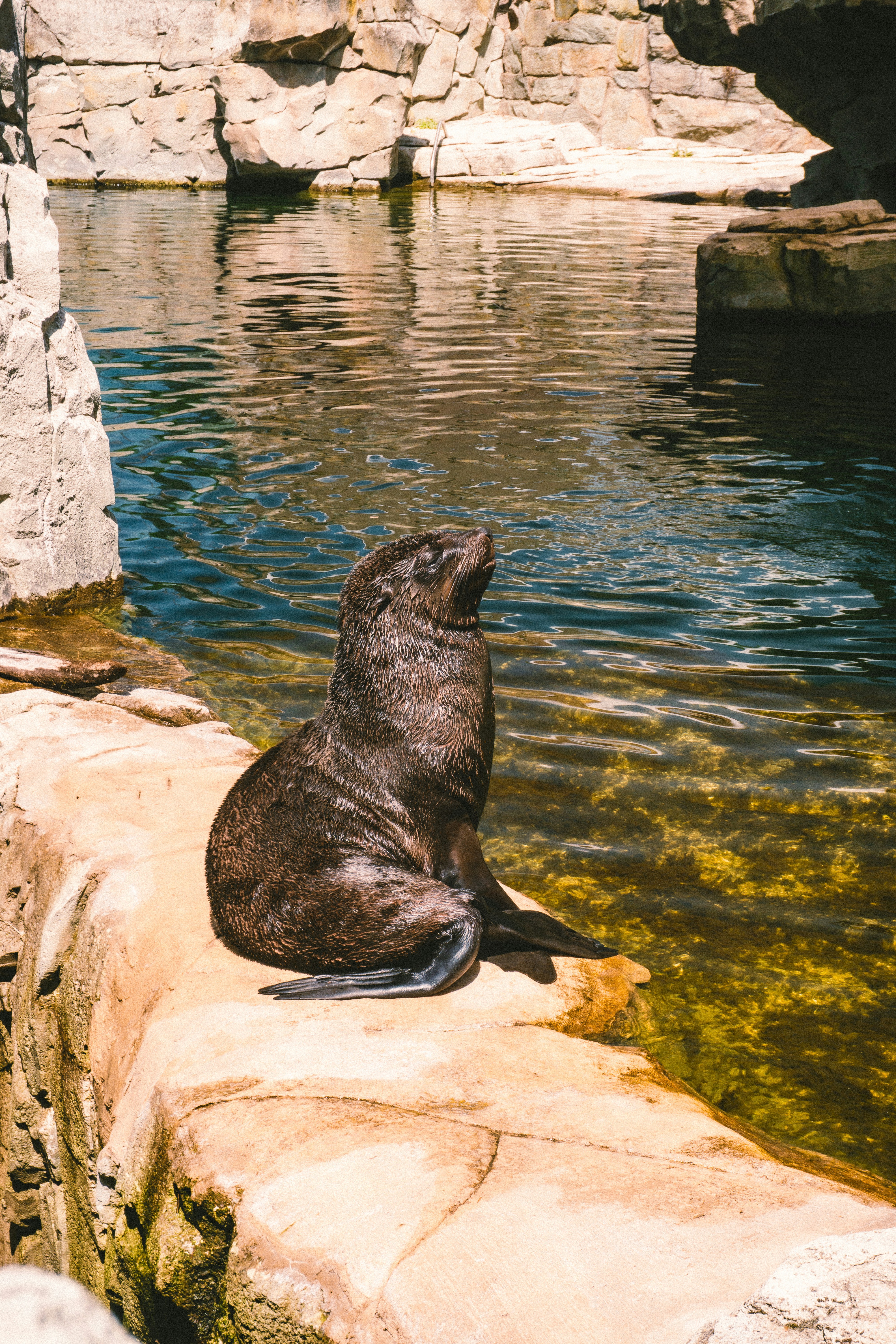 Seated Sea Otter: Quiet Watcher Along Tidal Stone
