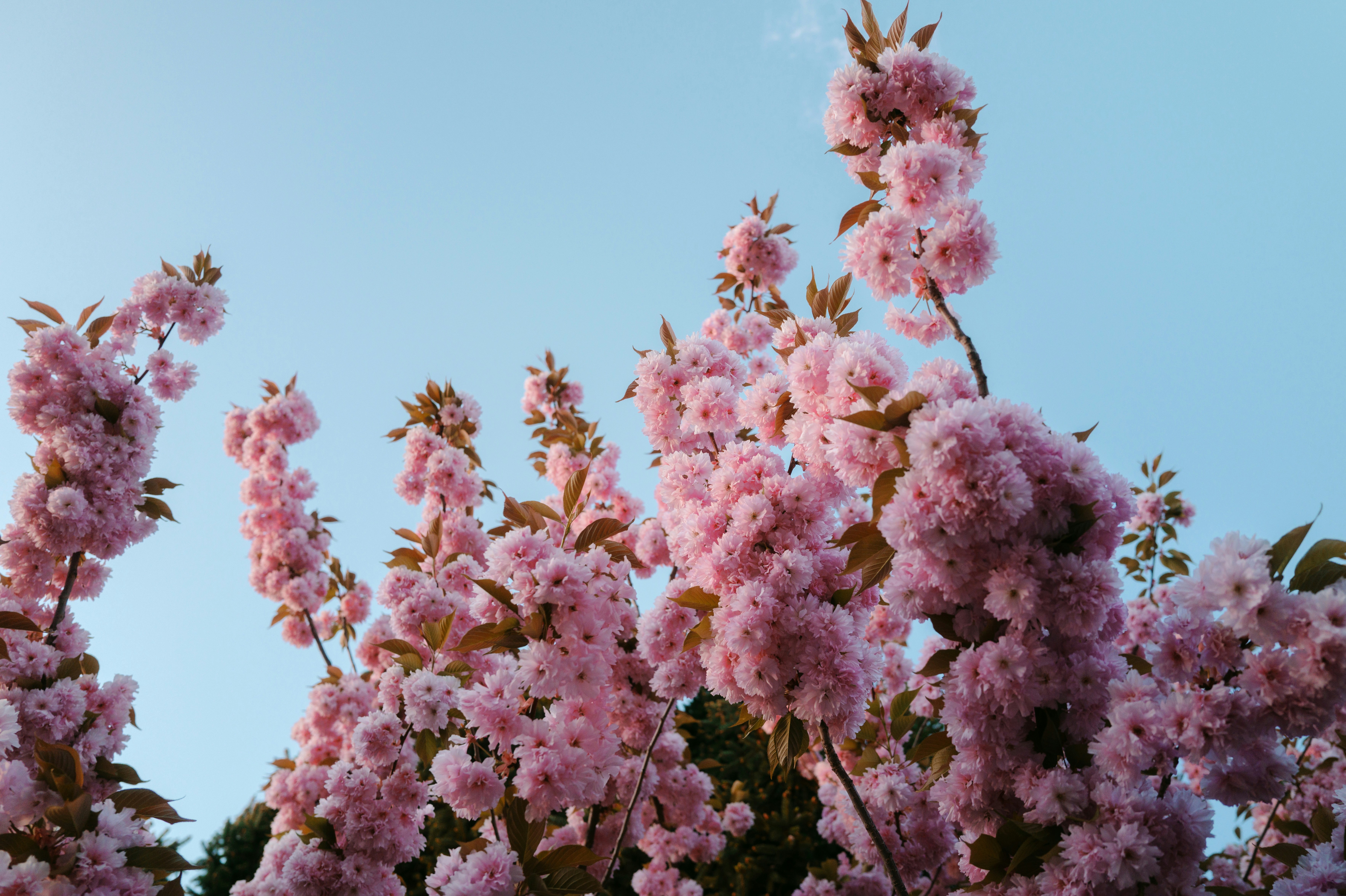 Blossoms Reaching Toward a Clear Sky