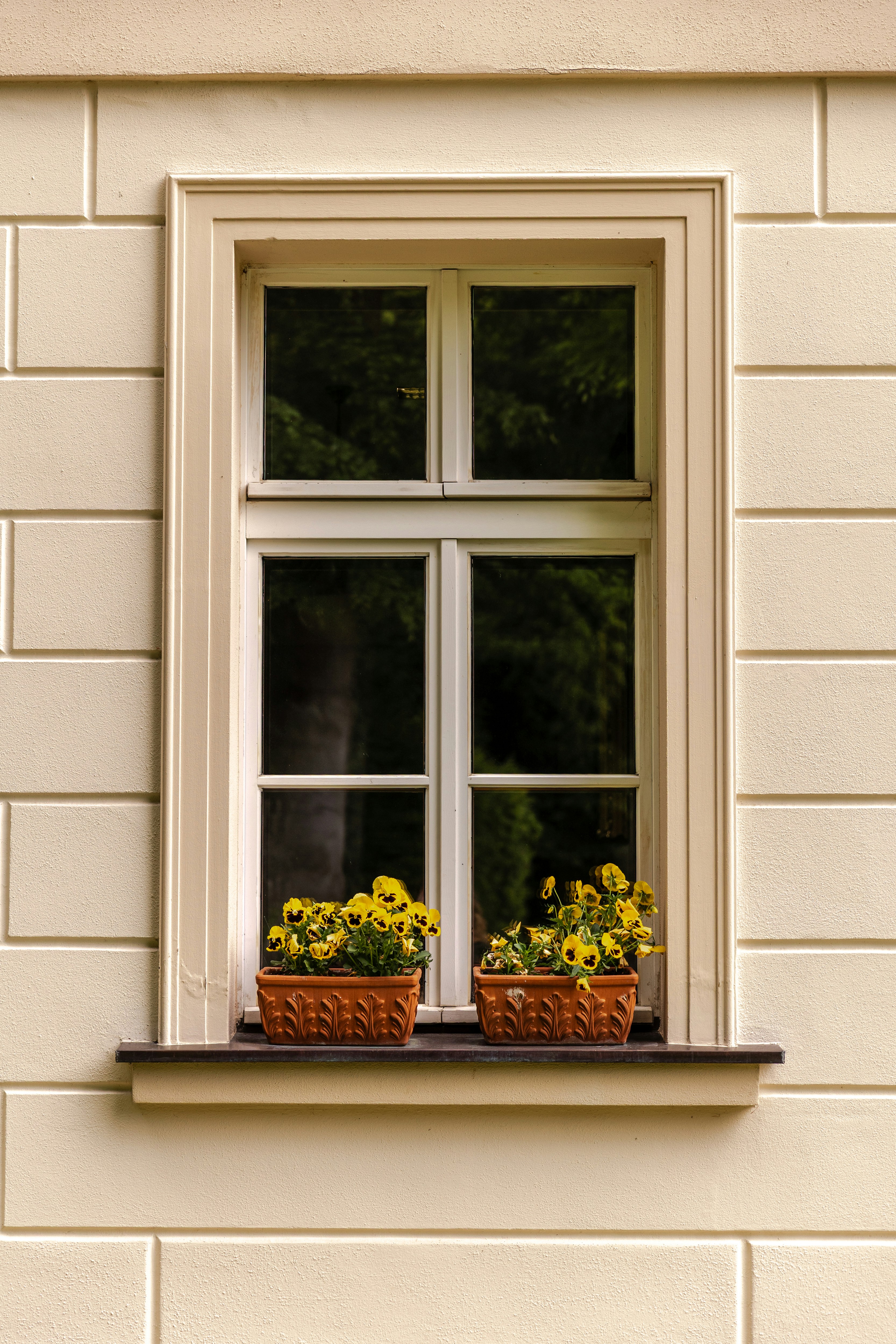Sunlit Window Box: Yellow Blooms in a Cream Facade