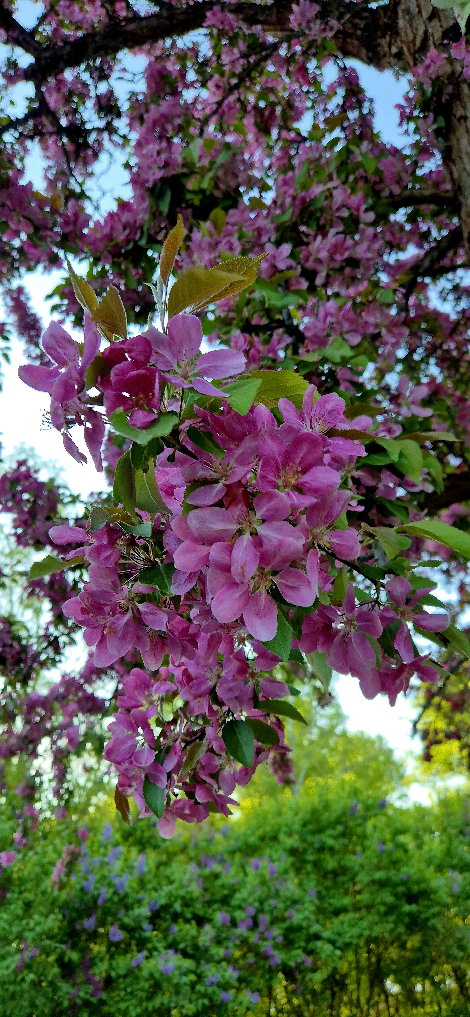Branch of vivid pink blossoms fills the frame with sunny greens and a blurred garden background. The image emphasizes the cluster of flowers as the focal subject, capturing springtime vitality.