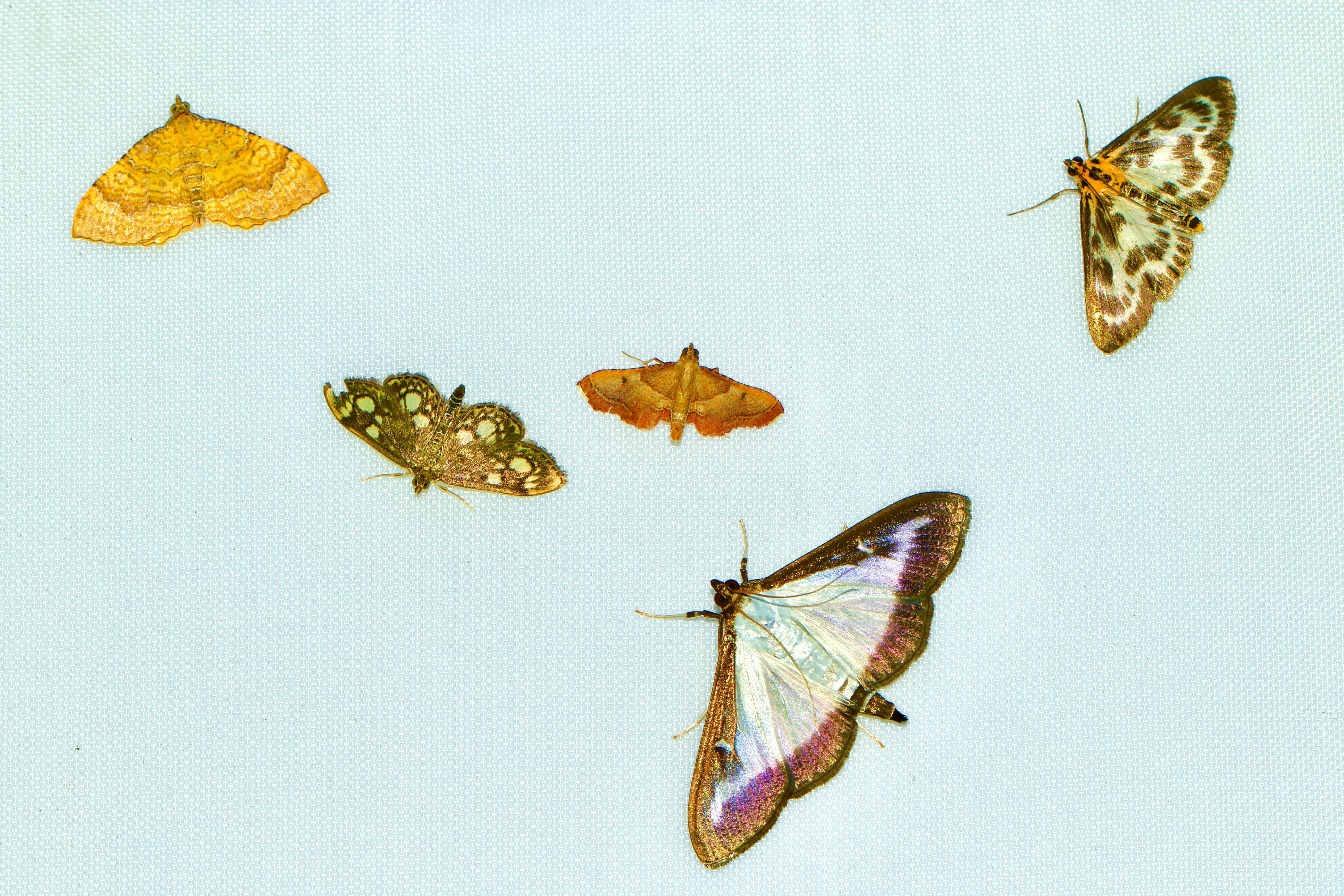 Butterflies in Mid-Air: A Delicate Mosaic on Pale Canvas