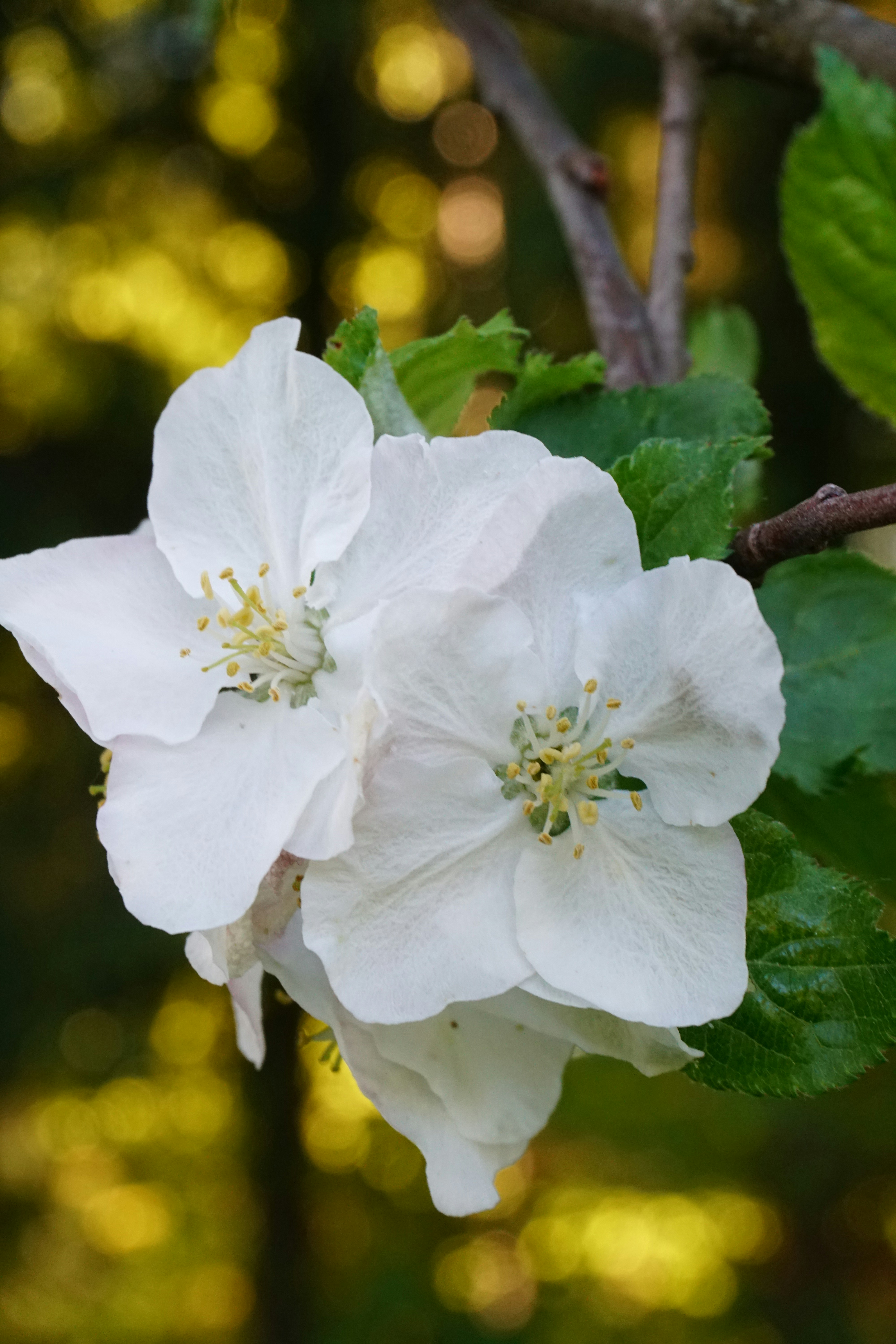 White blossoms on a sunlit branch: a delicate bloom close-up