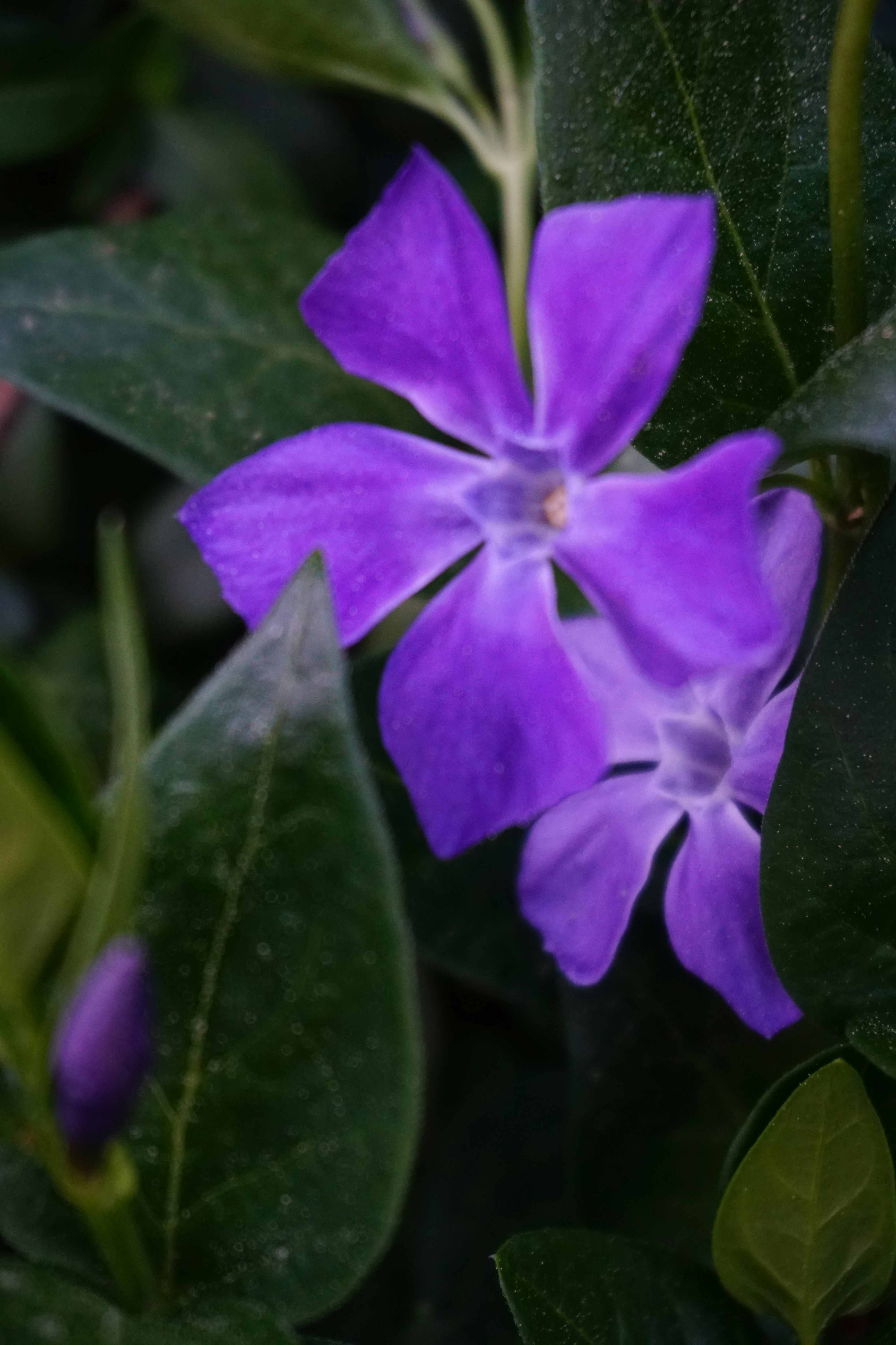 Violet Bloom Breaking Through Dark Leaves
