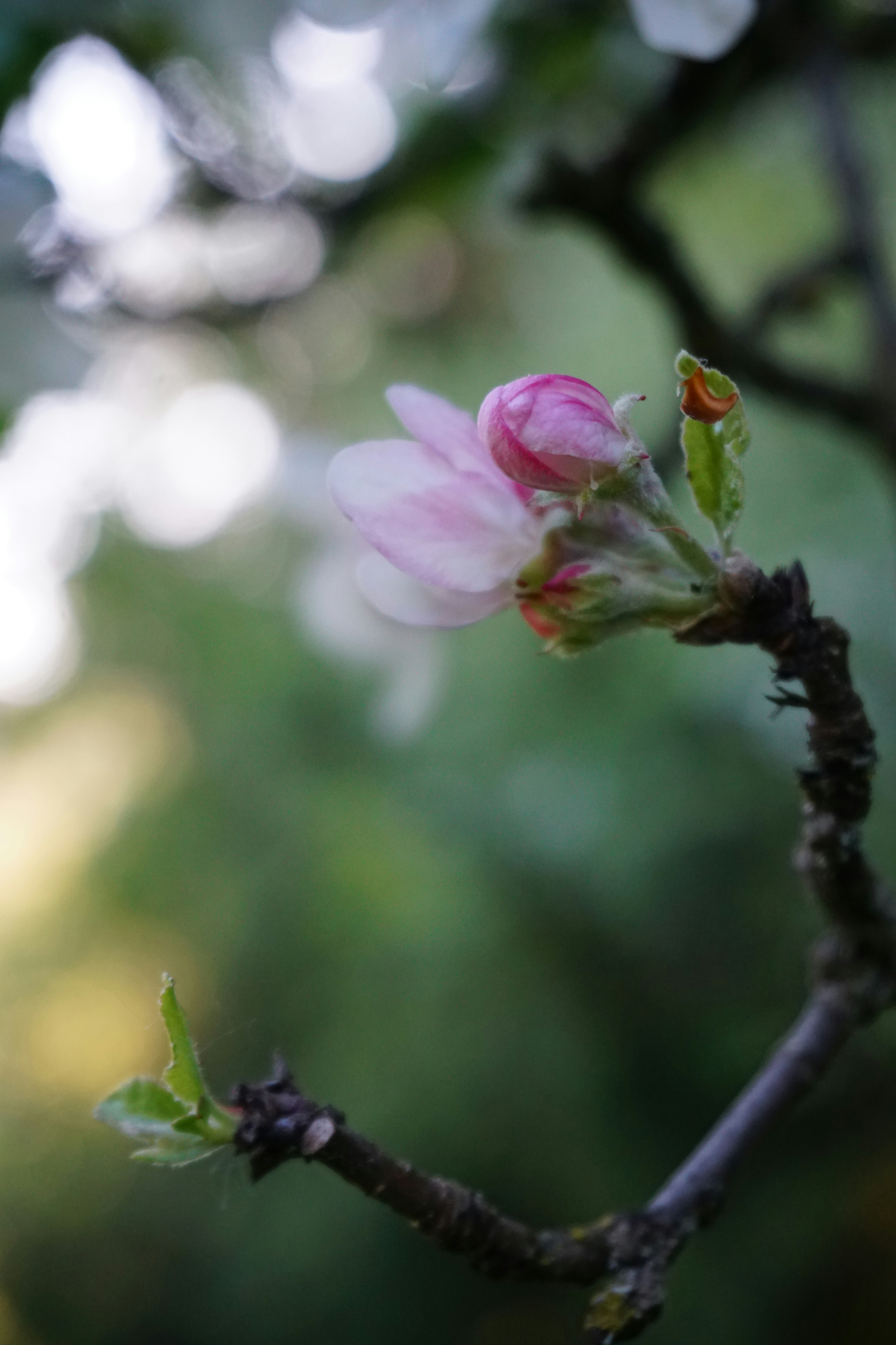 Blossom at the Edge: A Pink Bud on a Curved Branch