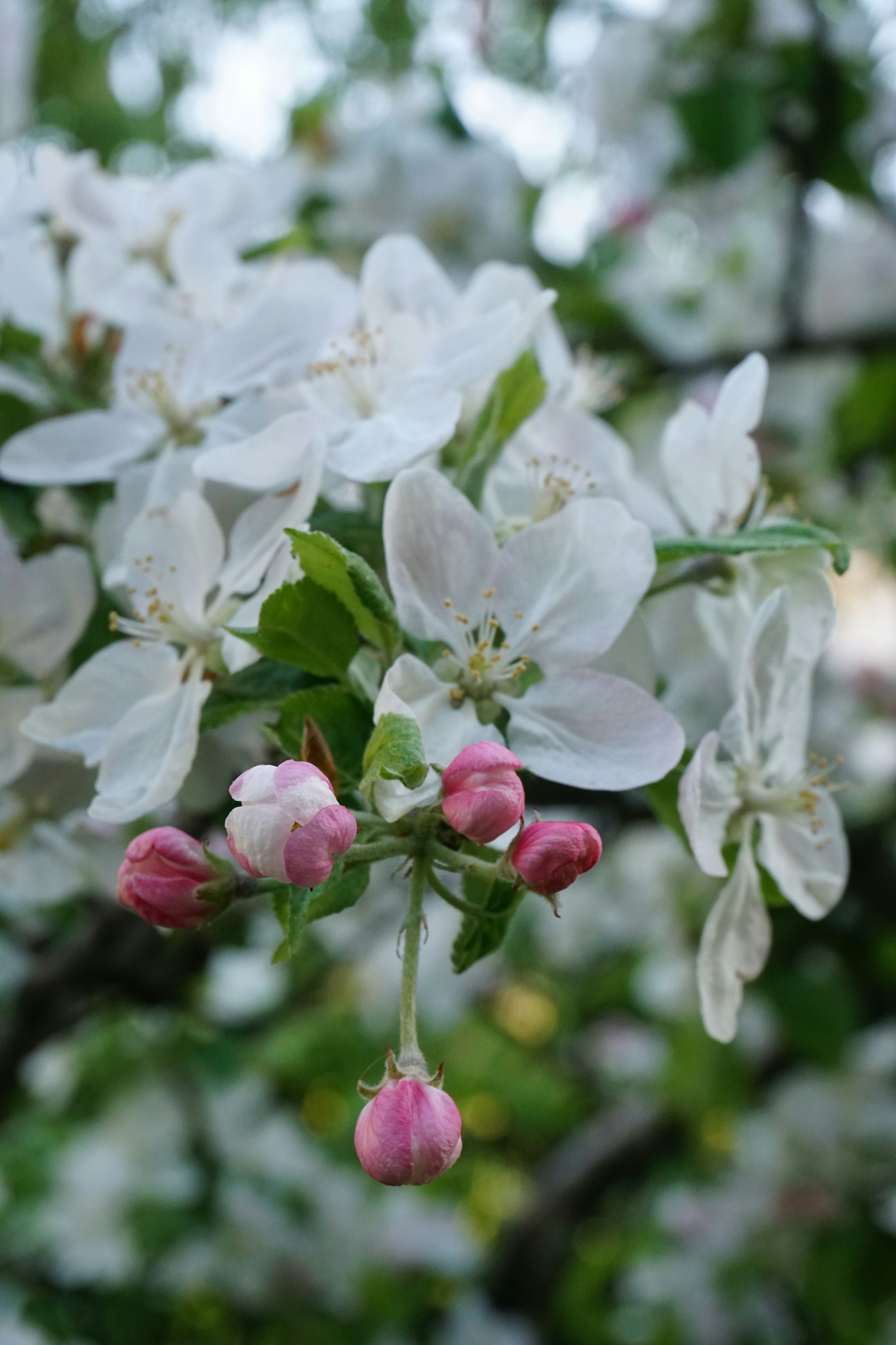 Blushing Buds Among White Spring Florals