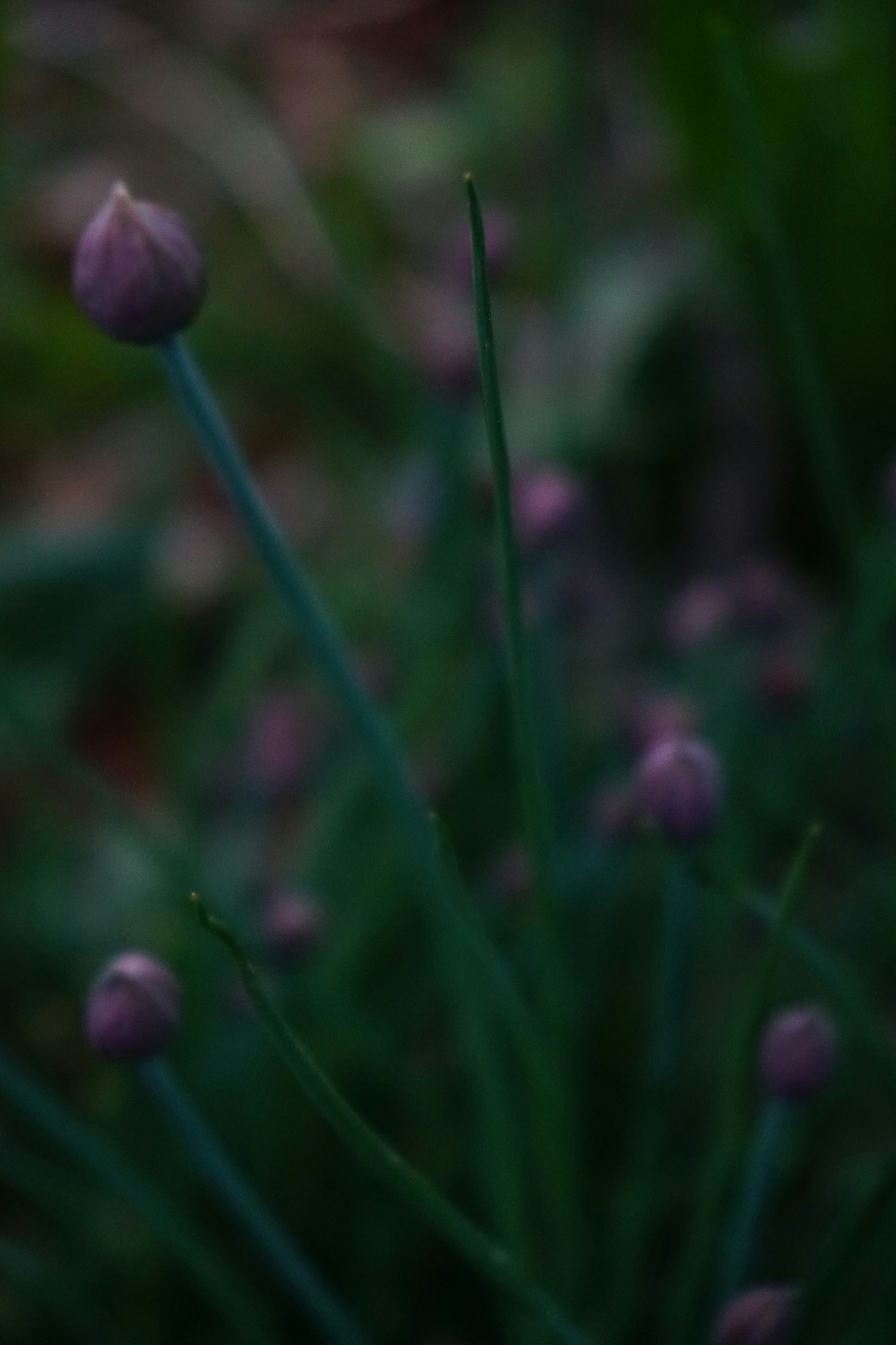 Dusky Buds in a Quiet Meadow
