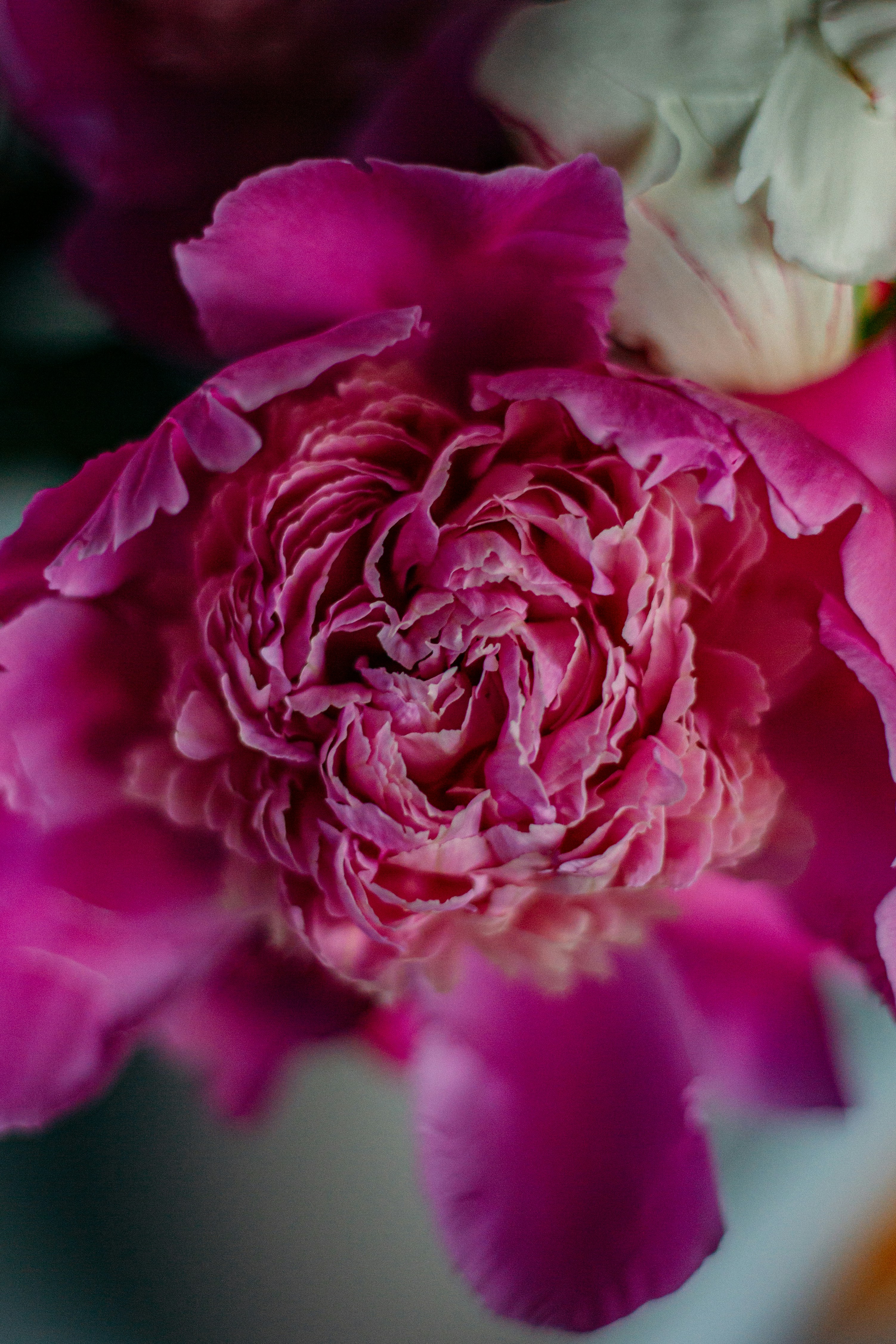 Centered Bloom: A Pink Peony Immersed in Soft Focus Shadows