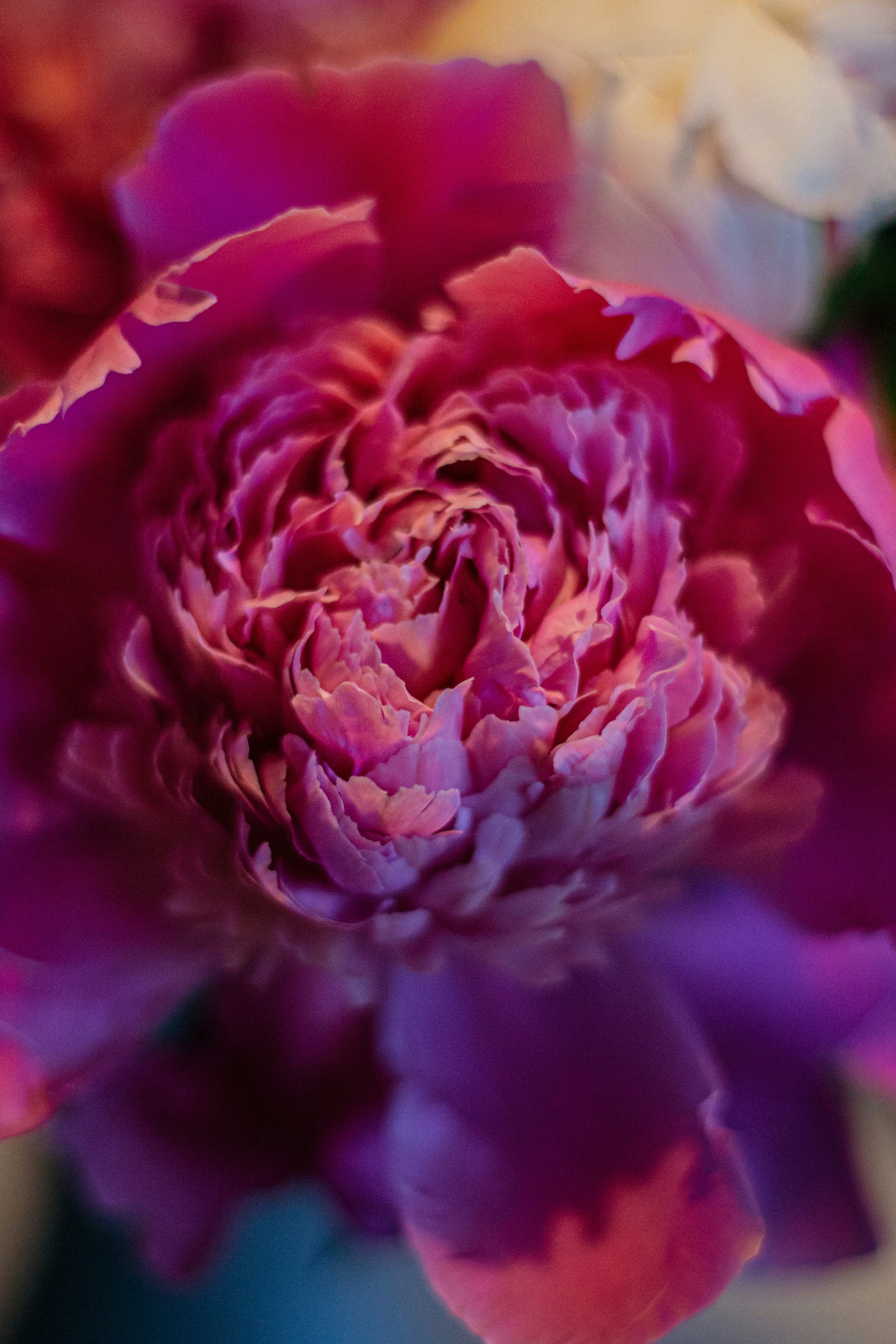 Petal Labyrinth: Heat of a Pink-Imperial Bloom
