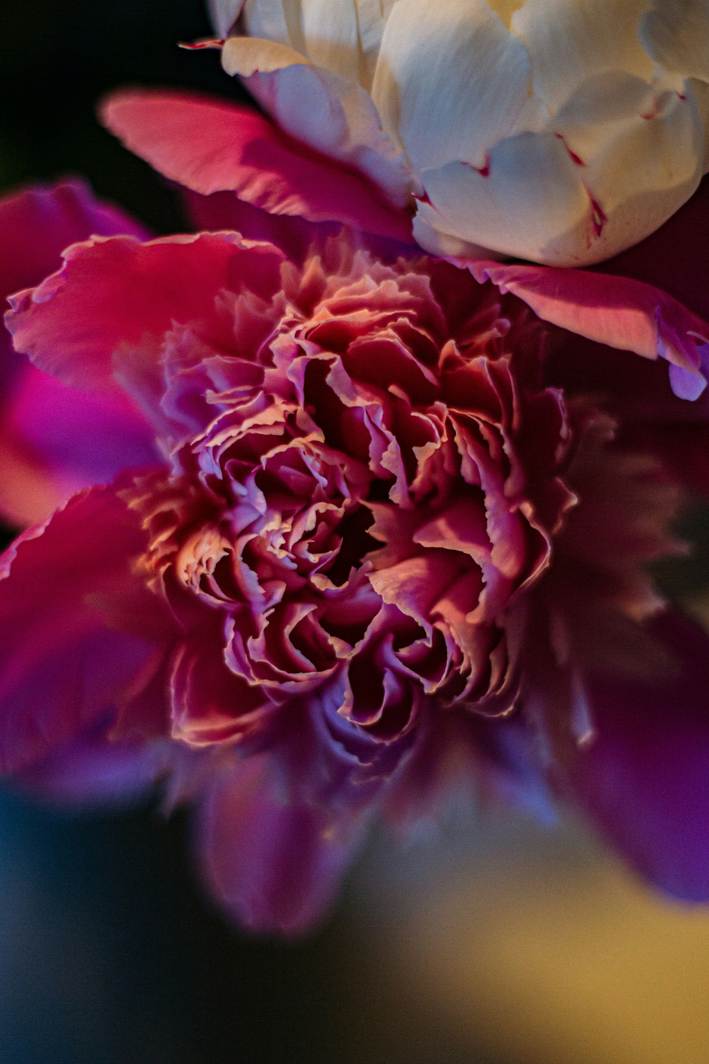 Crimson Petal Bloom: Velvet Depth and Hidden Light