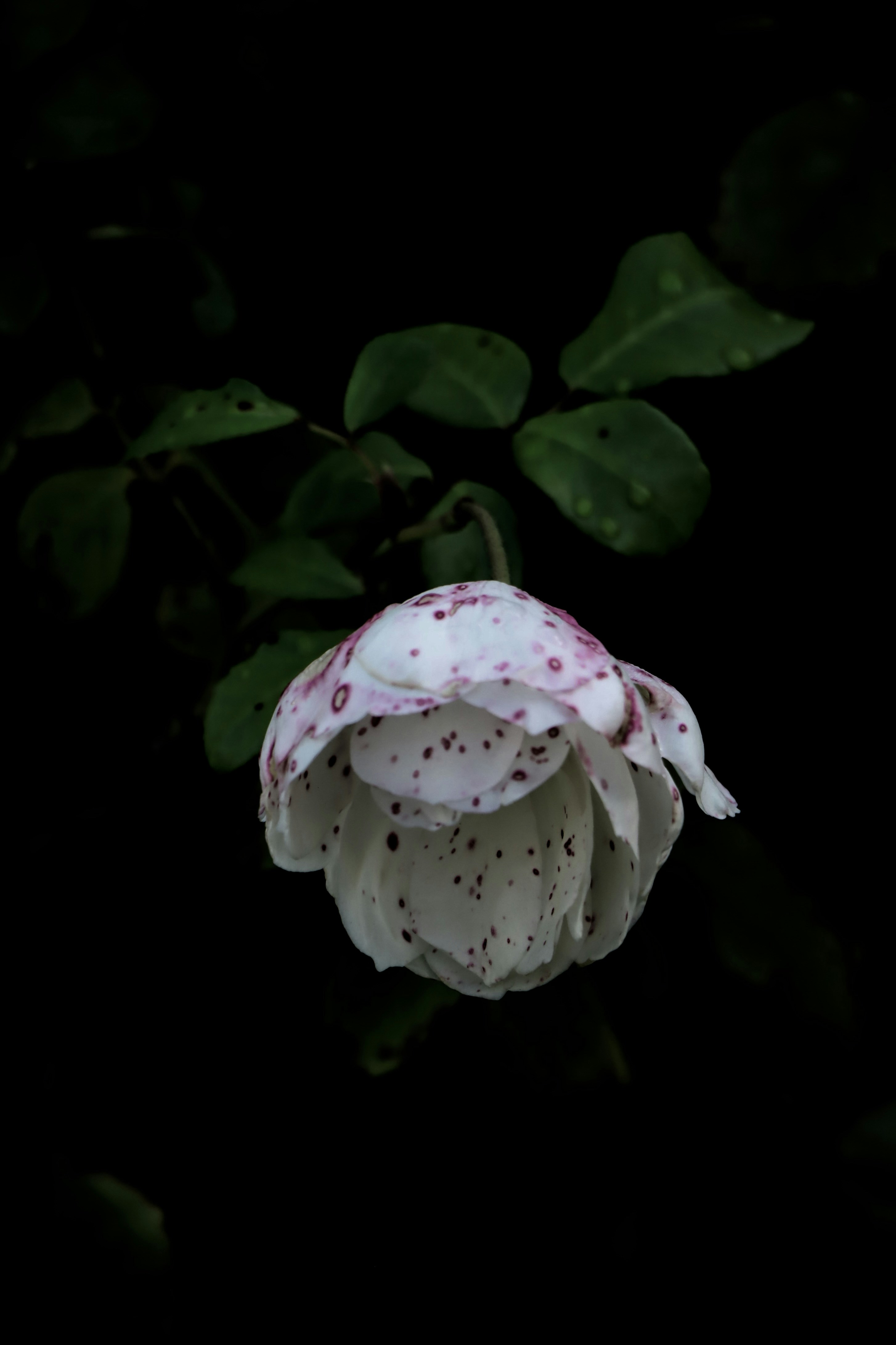 Drooping White Rose with Pink Speckles in Shadow