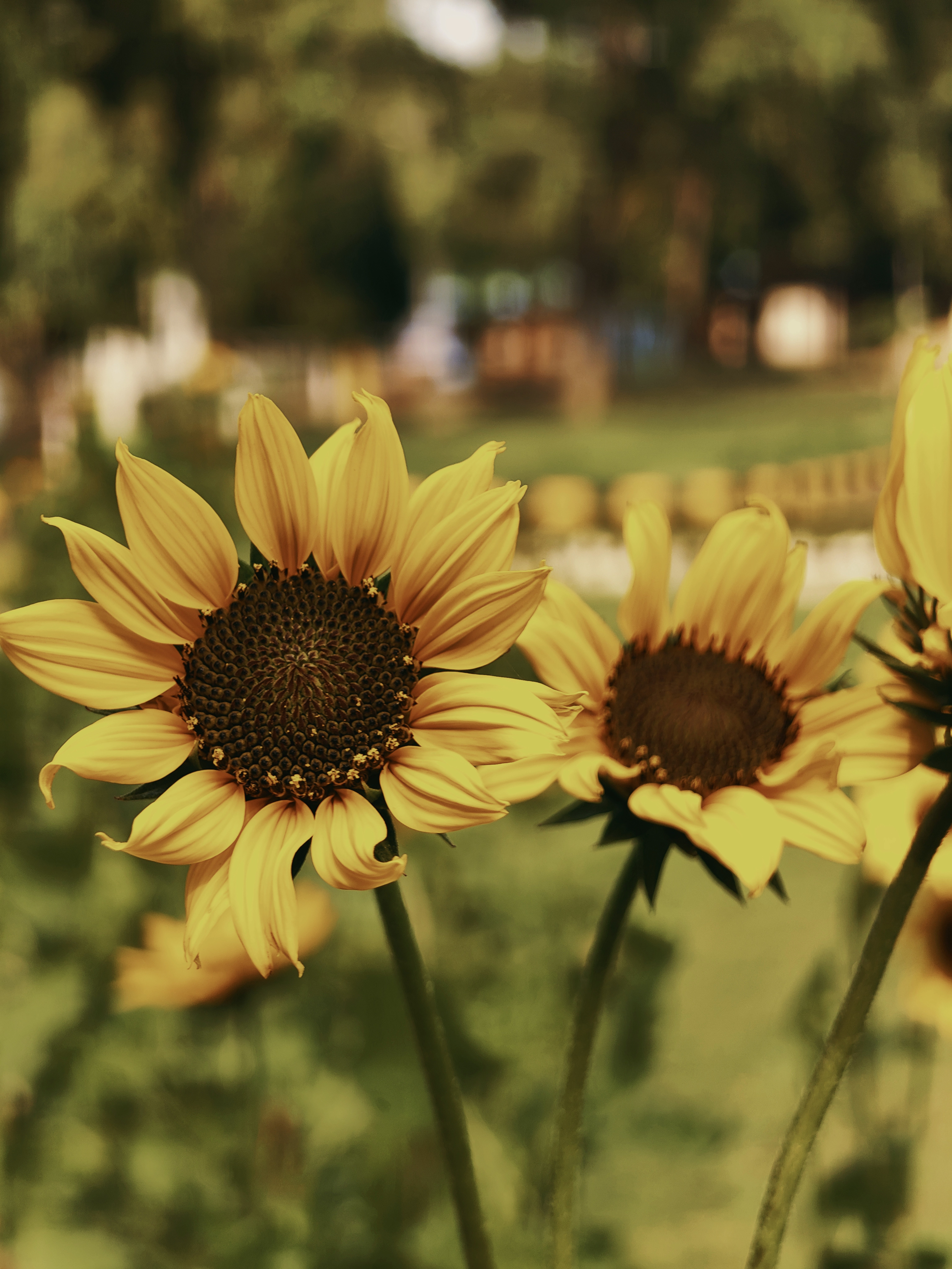 Sunlit Helianthus: A Close-Up of Golden Faces