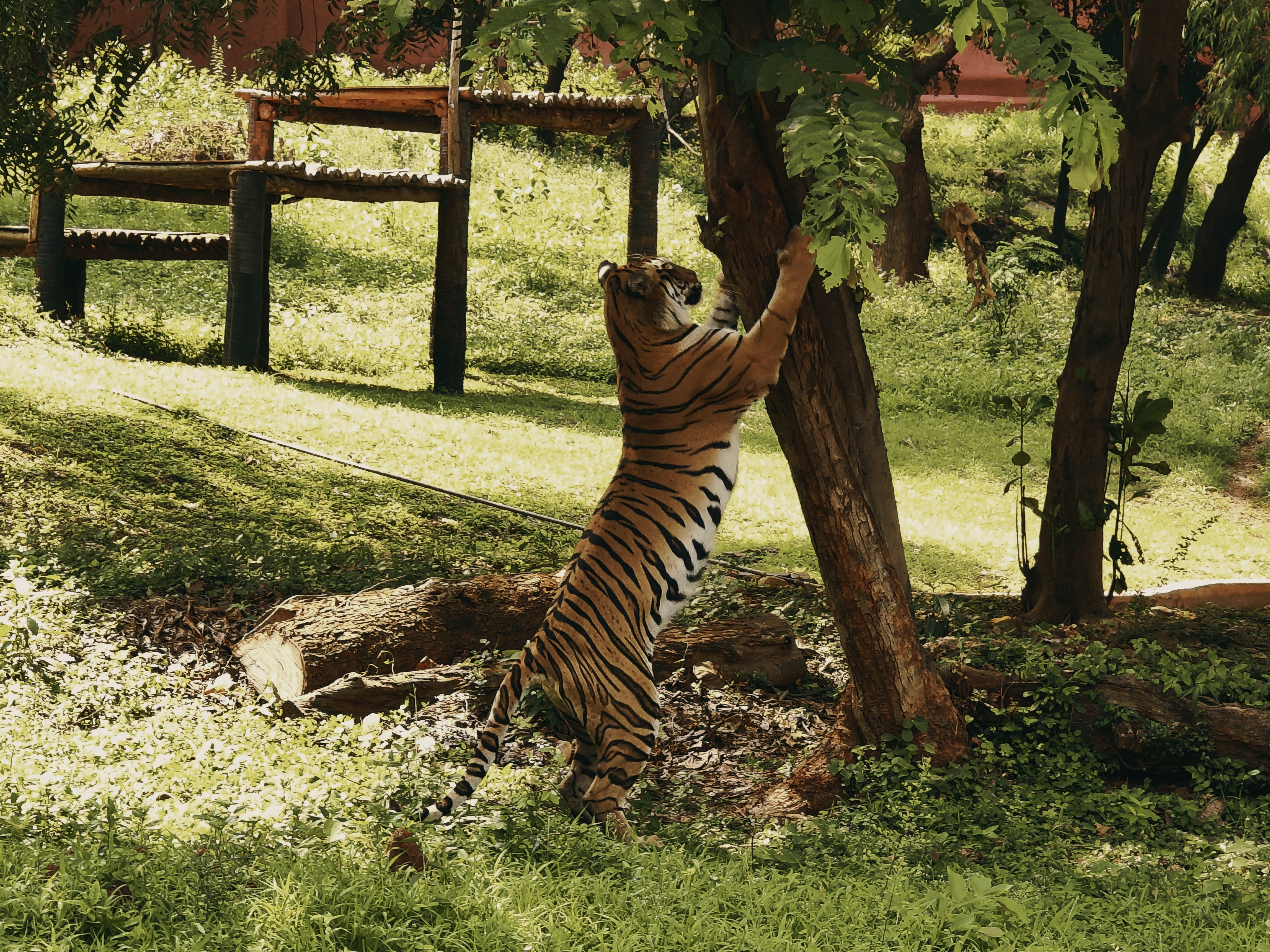 Tiger in the Clearing: A Cedar-Tree Standoff