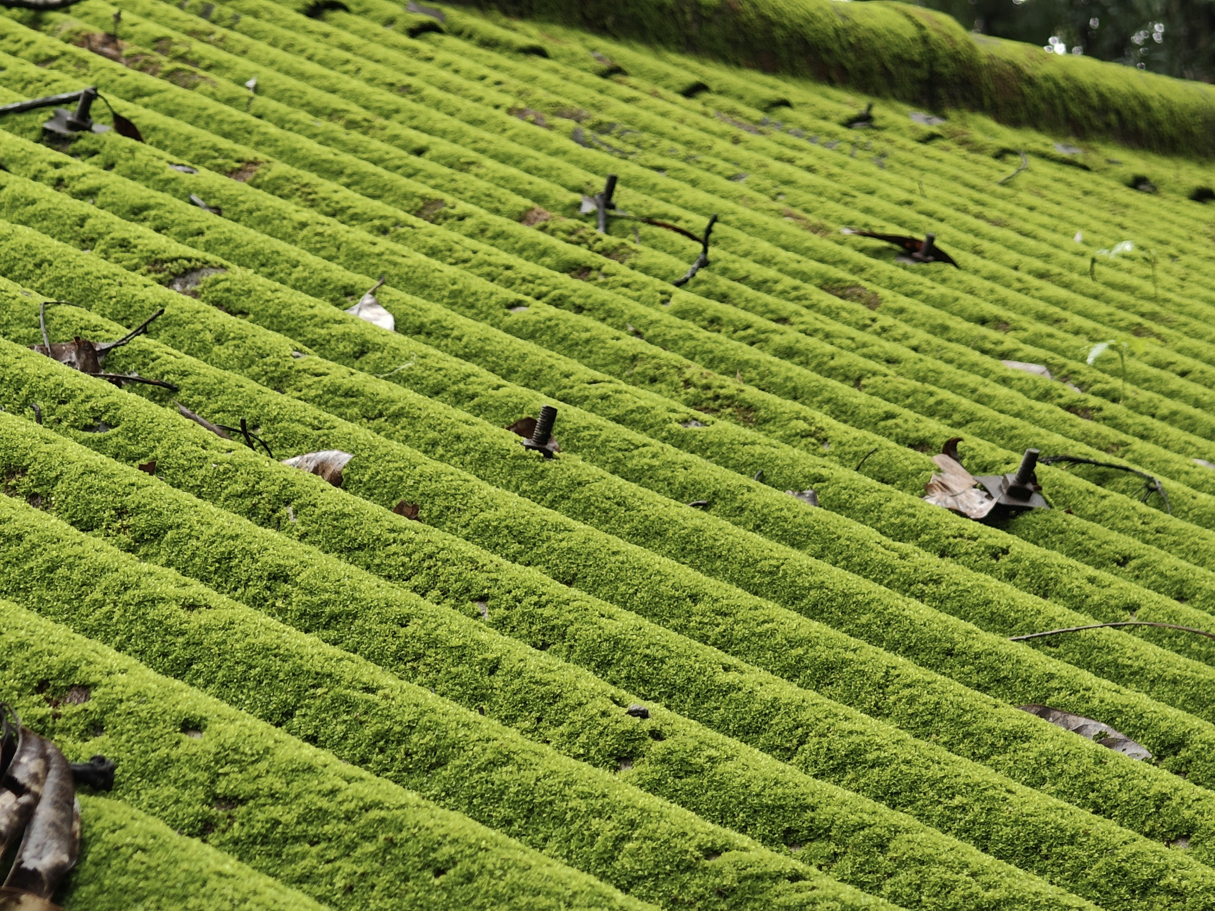 Emerald Ridges: Moss-Covered Slopes with Dormant Stakes