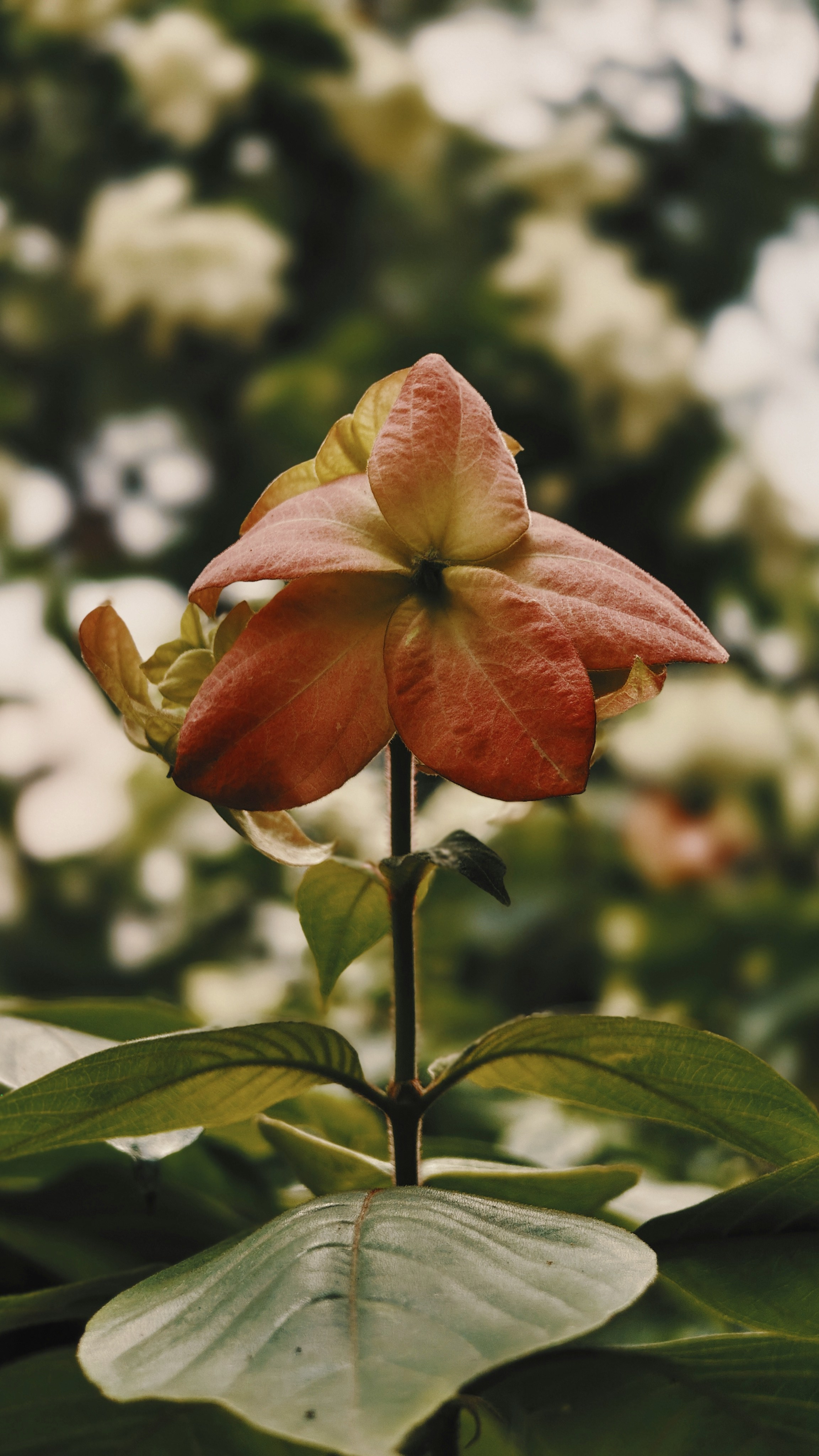 Red-pink bloom rising above shadowed leaves