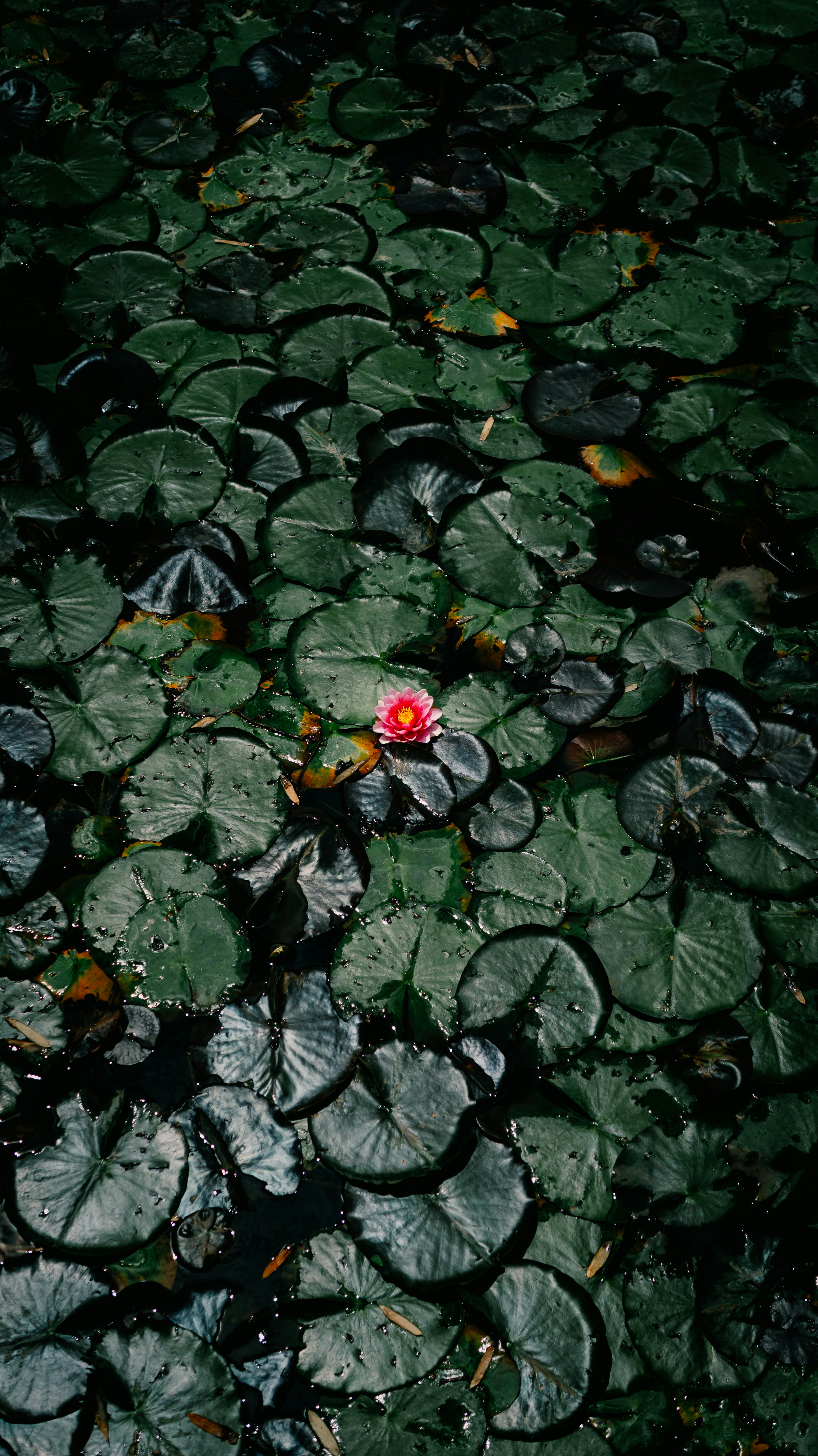 Single Coral Blossom Among Moonlit Lily Pads