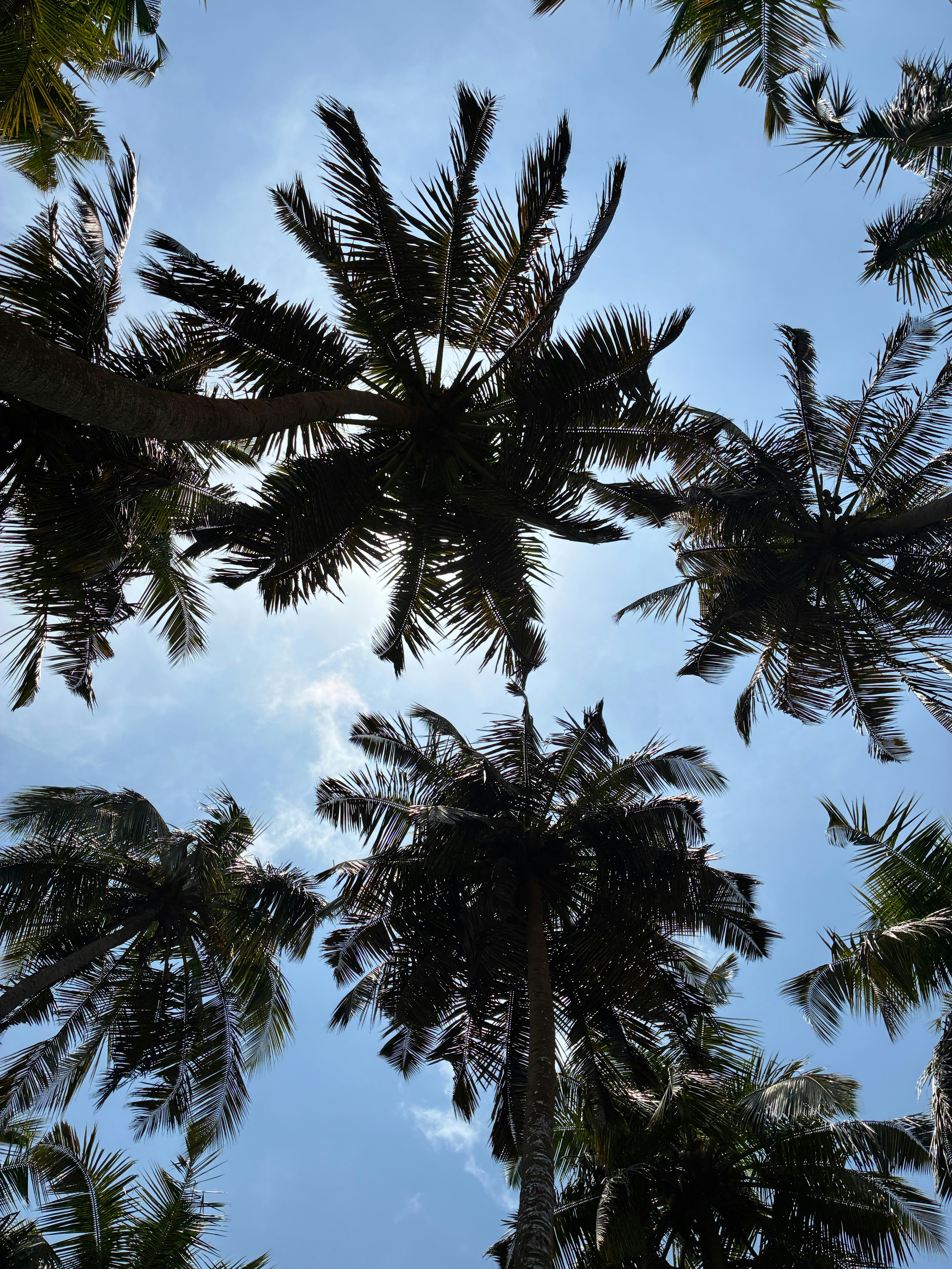 Palm Canopy Reaching for a Clear Sky