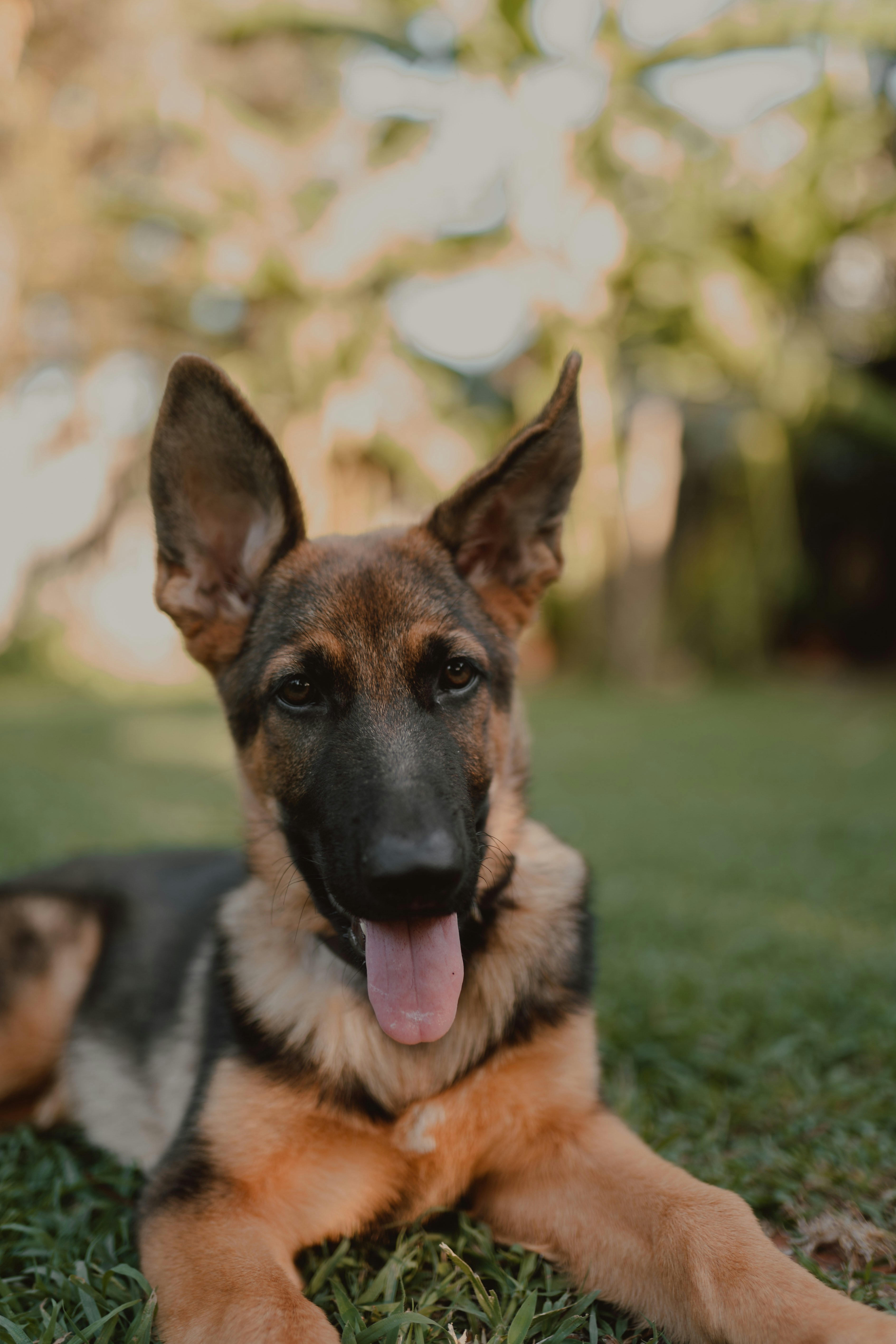 Close-Up of a German Shepherd Lounging in Sunlit Grass
