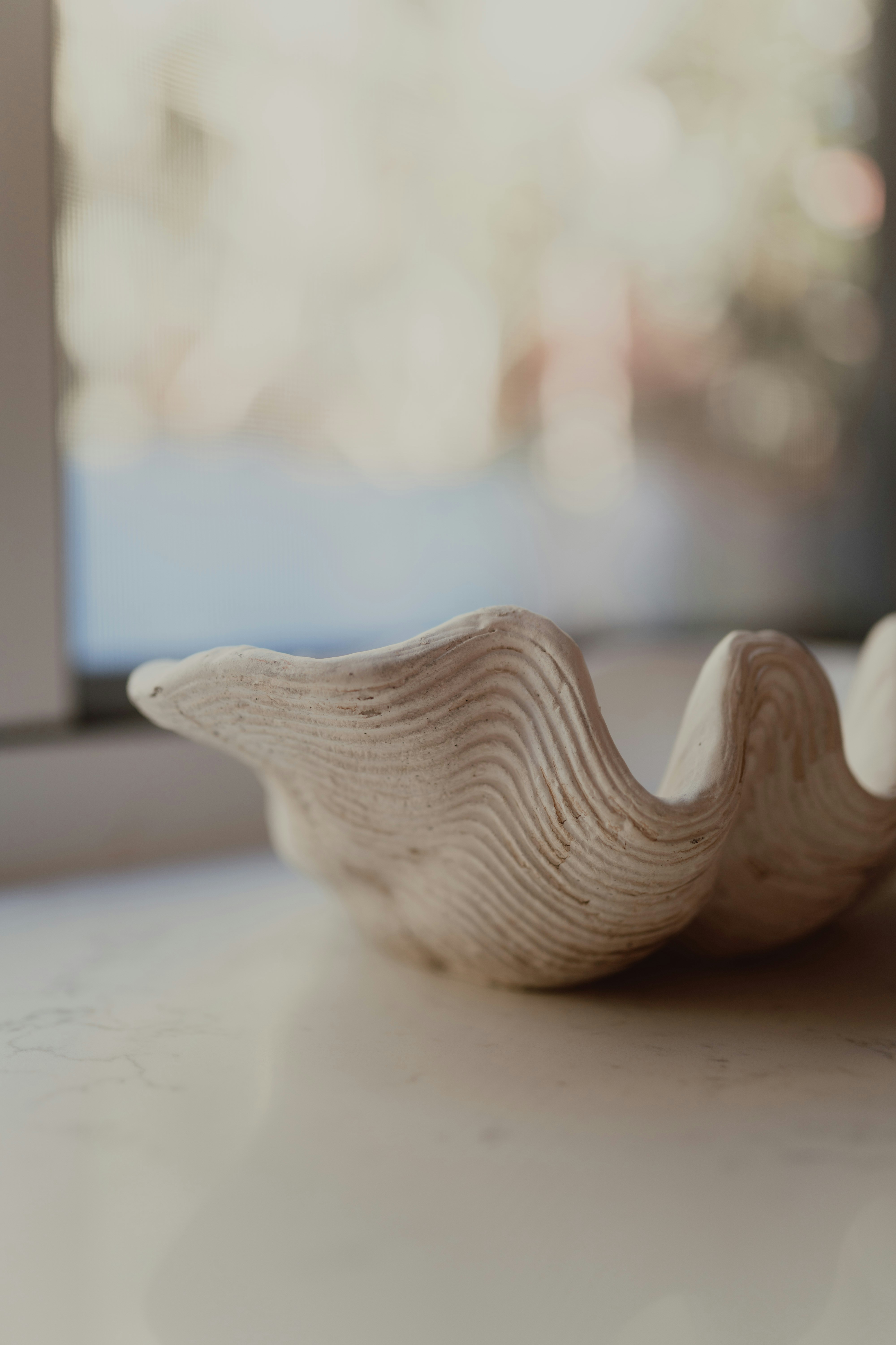 Curved Shell on a Quiet Window Sill