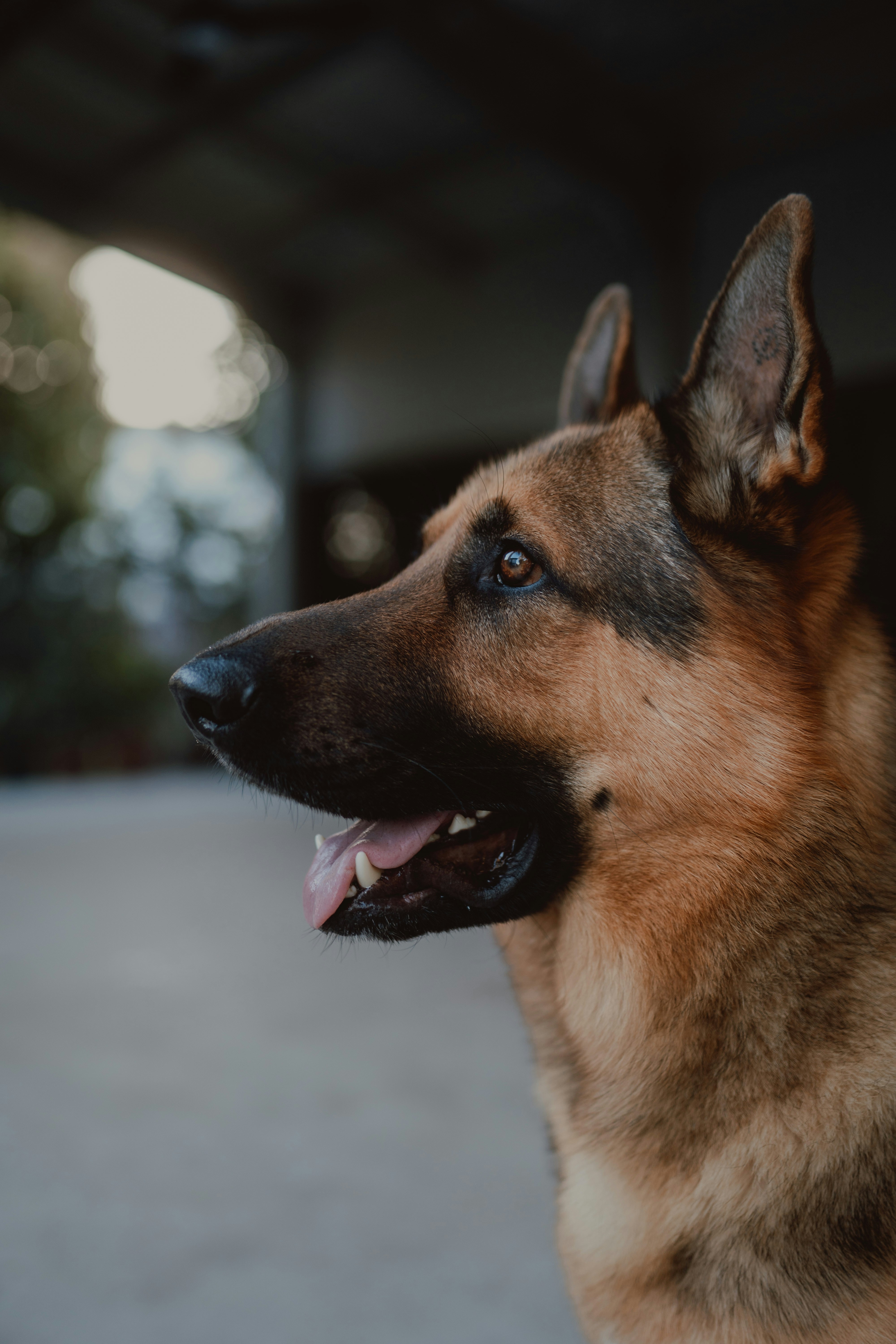 German Shepherd in Profile: Loyal Gaze under Shaded Canopy