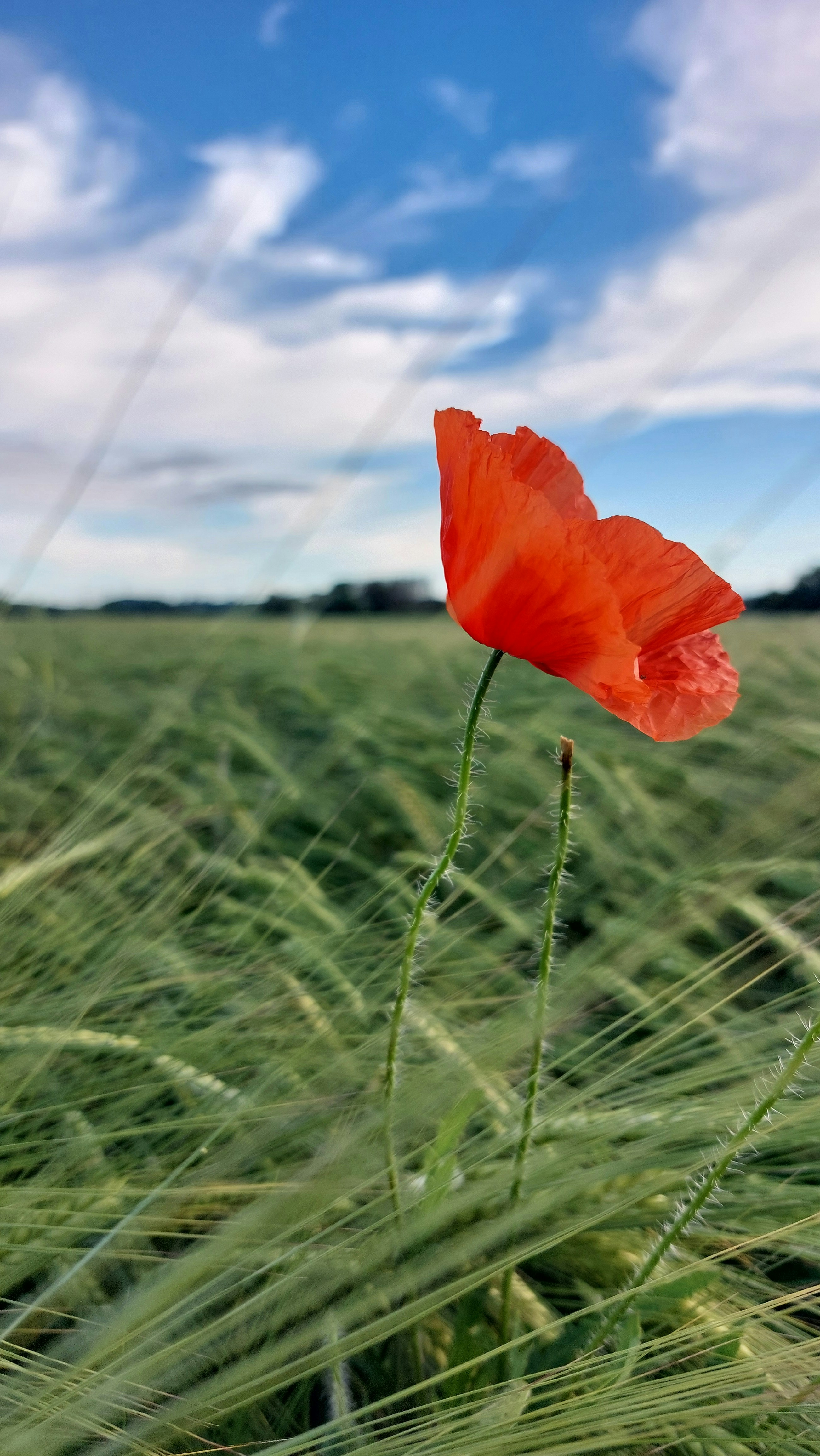 Red Papaver in a Sea of Grass
