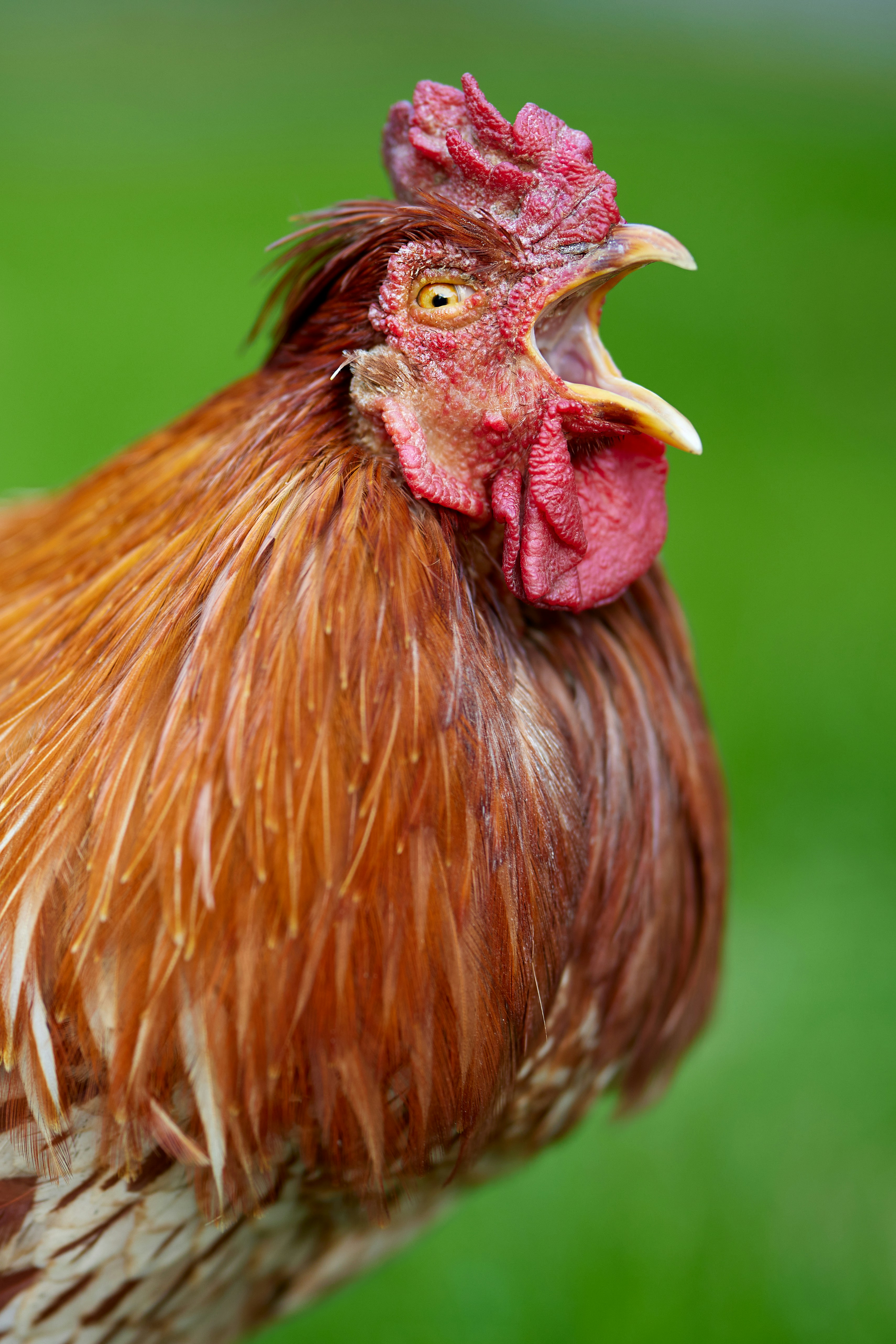 Rooster Display: Vivid Crest and Open Beak Against Emerald Blur
