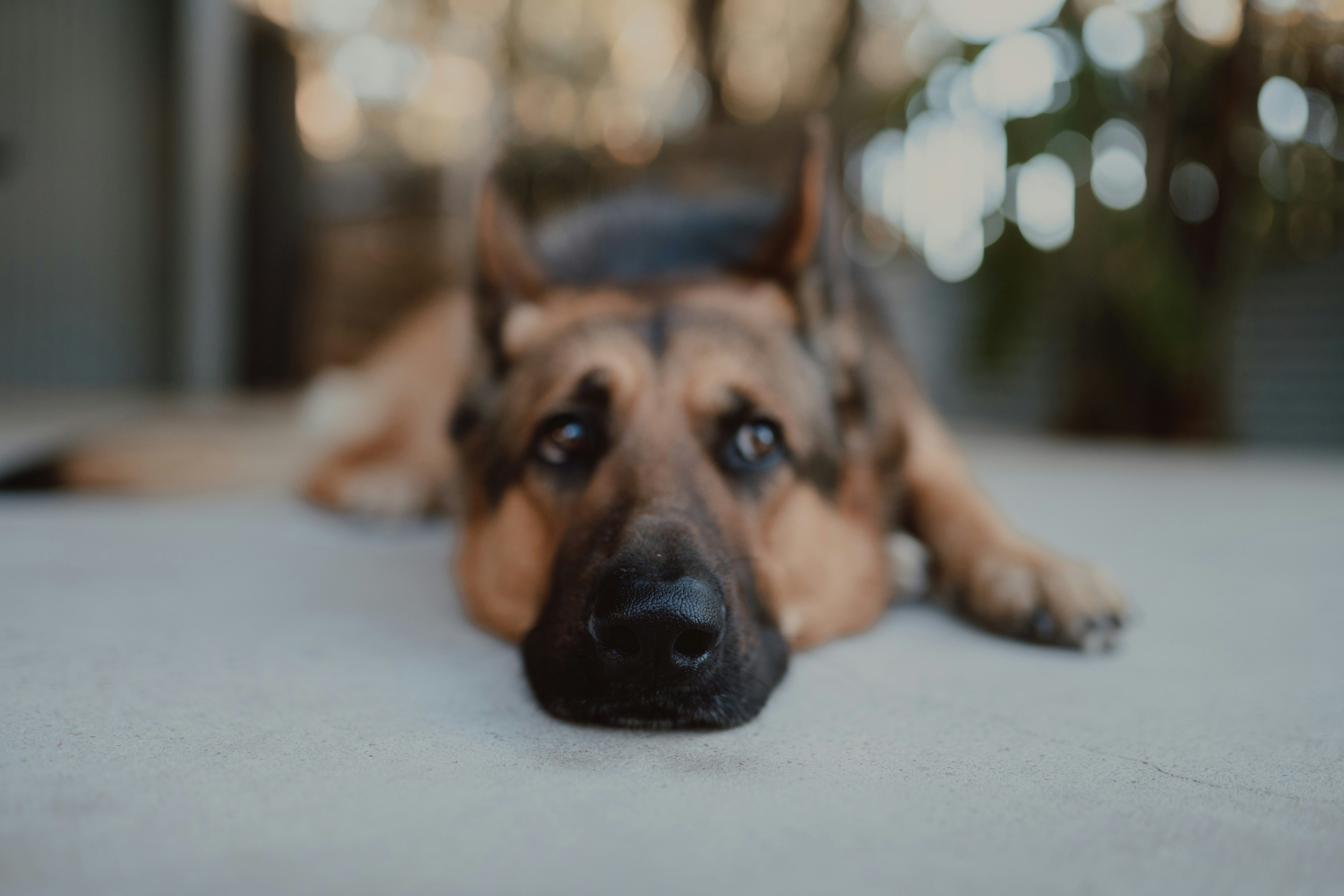 Flat-Laced Gaze: A Dog’s Quiet Close-Up