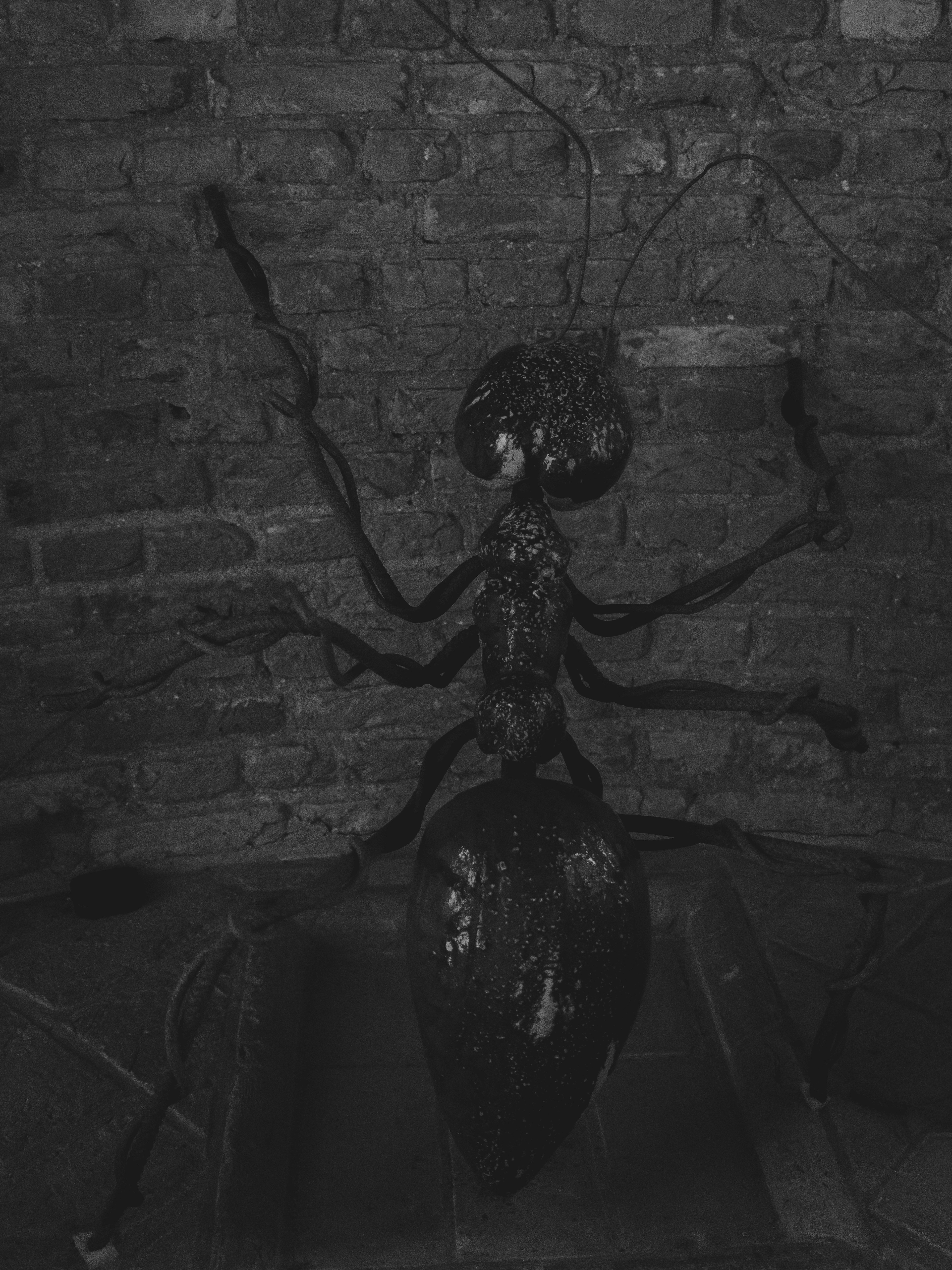 Shadowed Giant: An Ant's Form Looms Against a Brick Backdrop