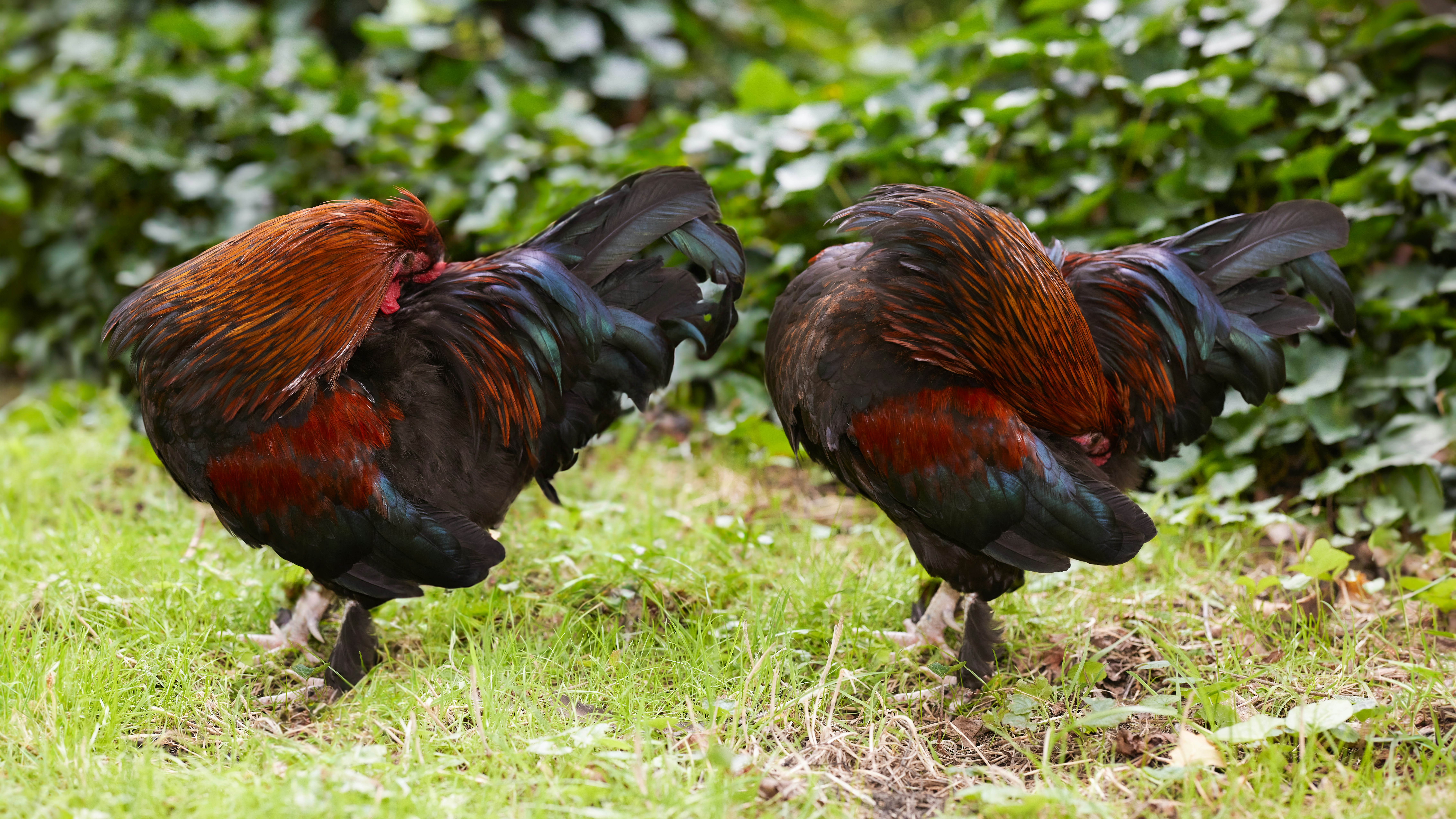 Dual Rooster Stance in Morning Light