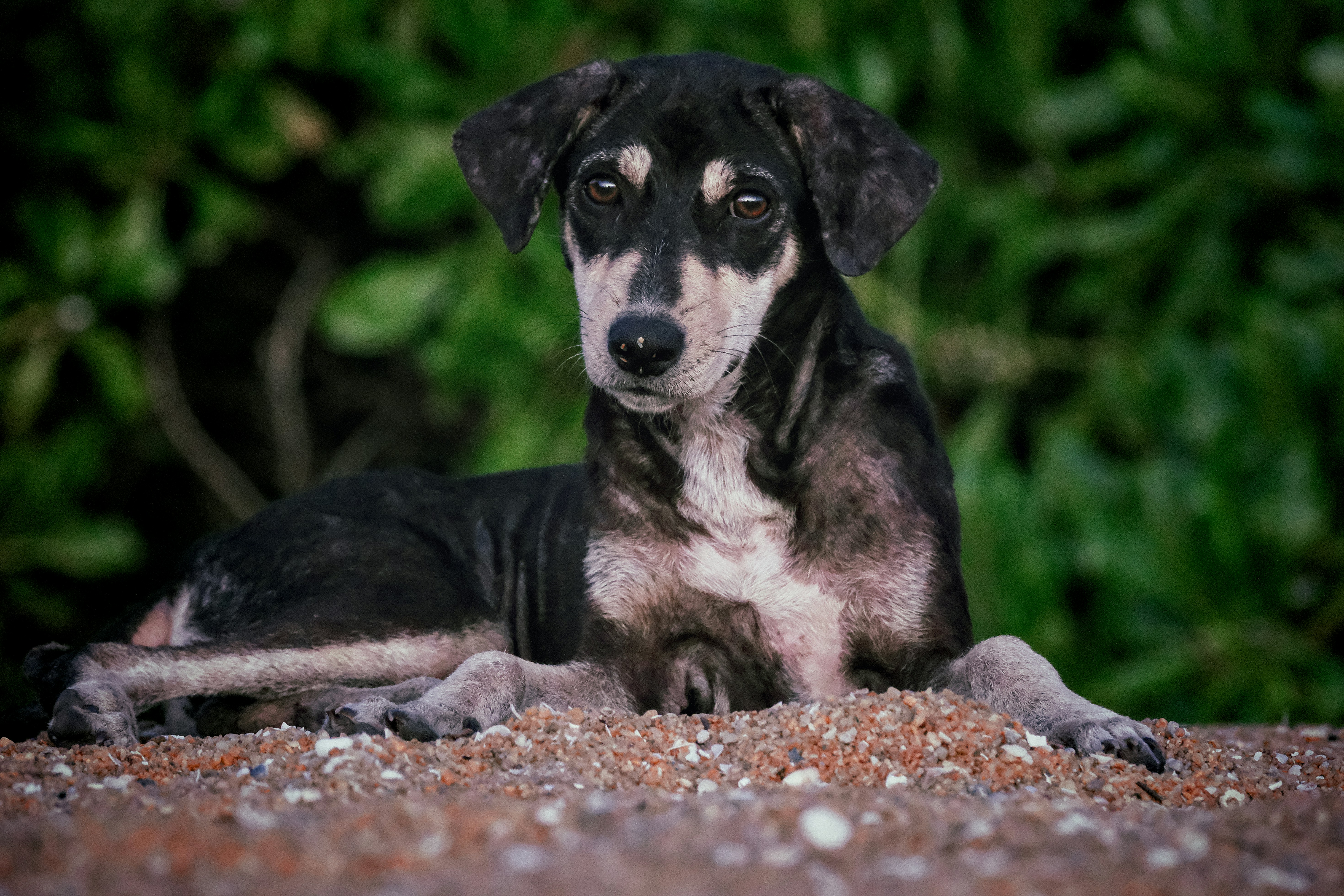 Guarded Gaze: A Relaxed Moment of a Mixed-Breed Coaxing Attention