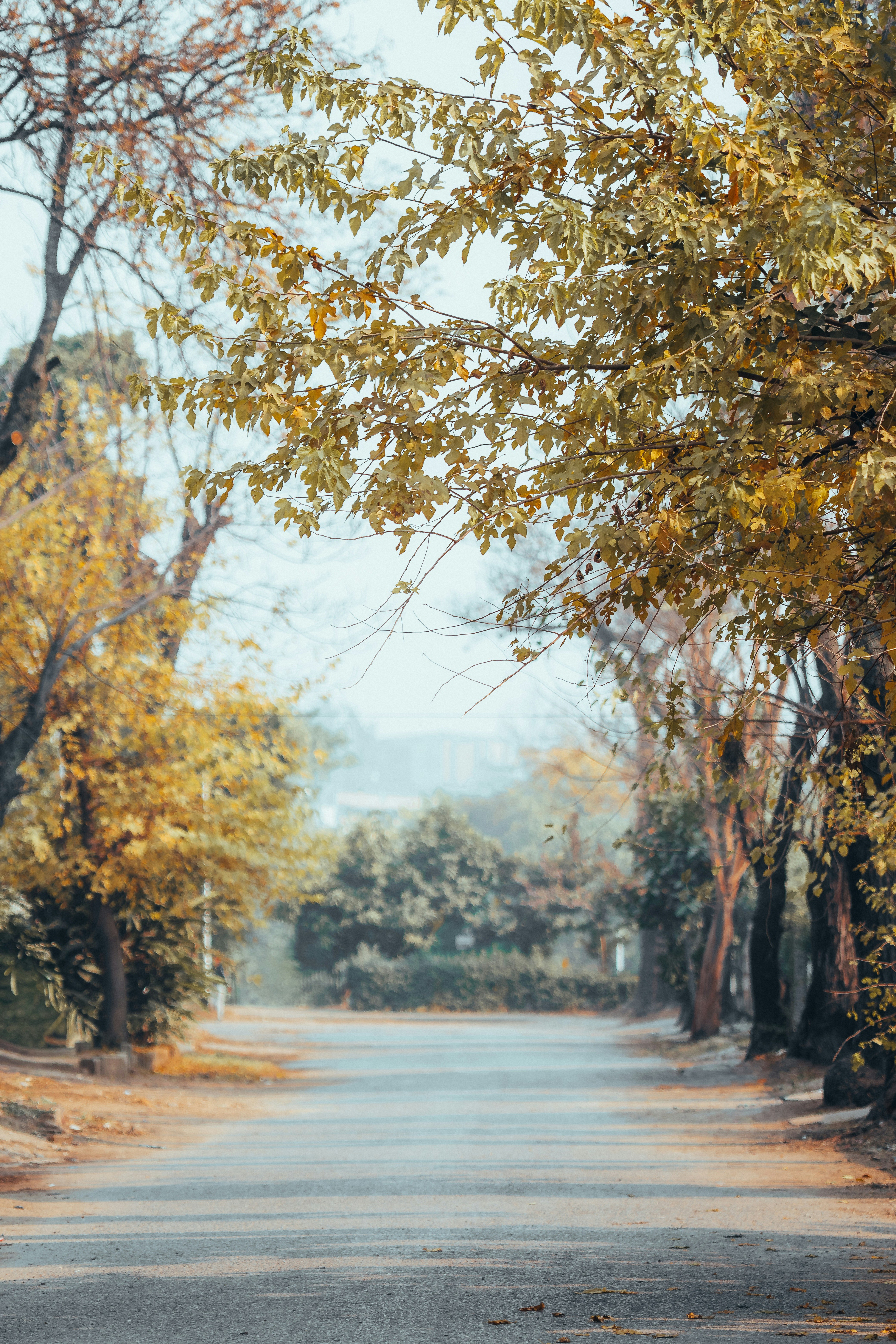 Autumn Toned Tree-Lined Road in Soft Morning Light A peaceful tree-lined road bathed in soft morning light, featuring warm golden foliage and a calm atmosphere. The image captures a quiet suburban street with natural framing from overhanging branches, creating a serene and inviting landscape scene.