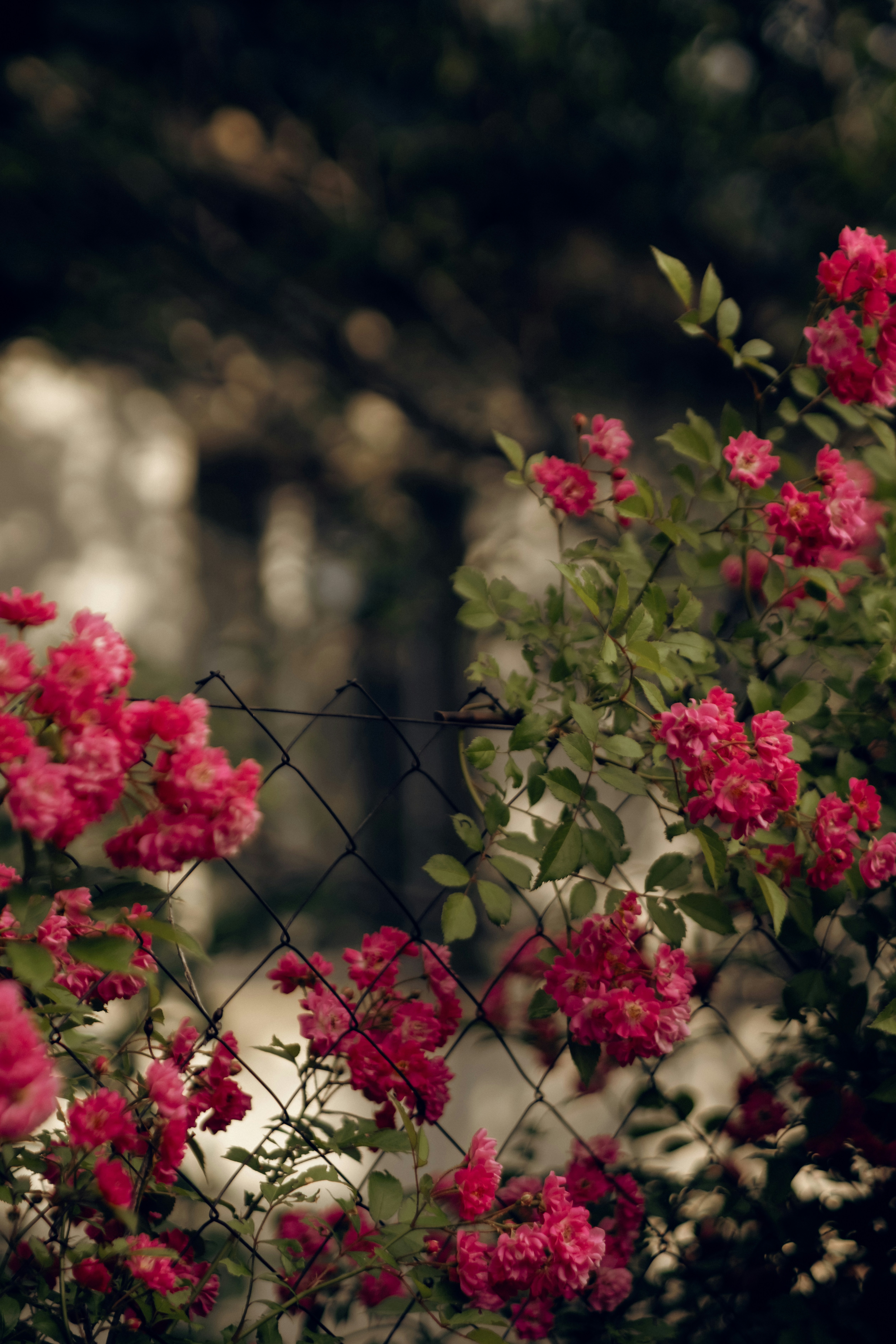 Rose Vines in Focus: A Quiet Border of Bloom and Wire