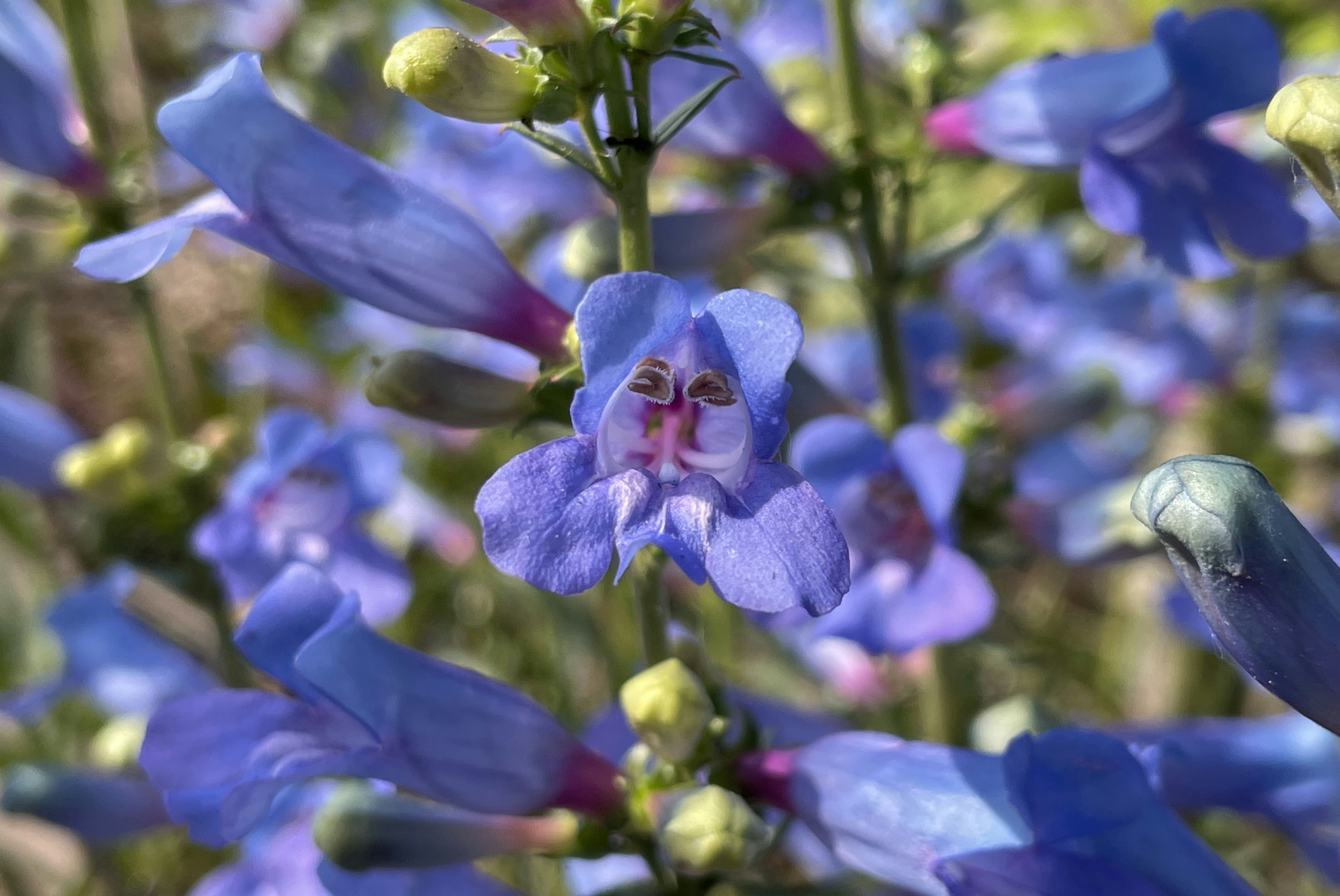 Hidden Faces in Bloom