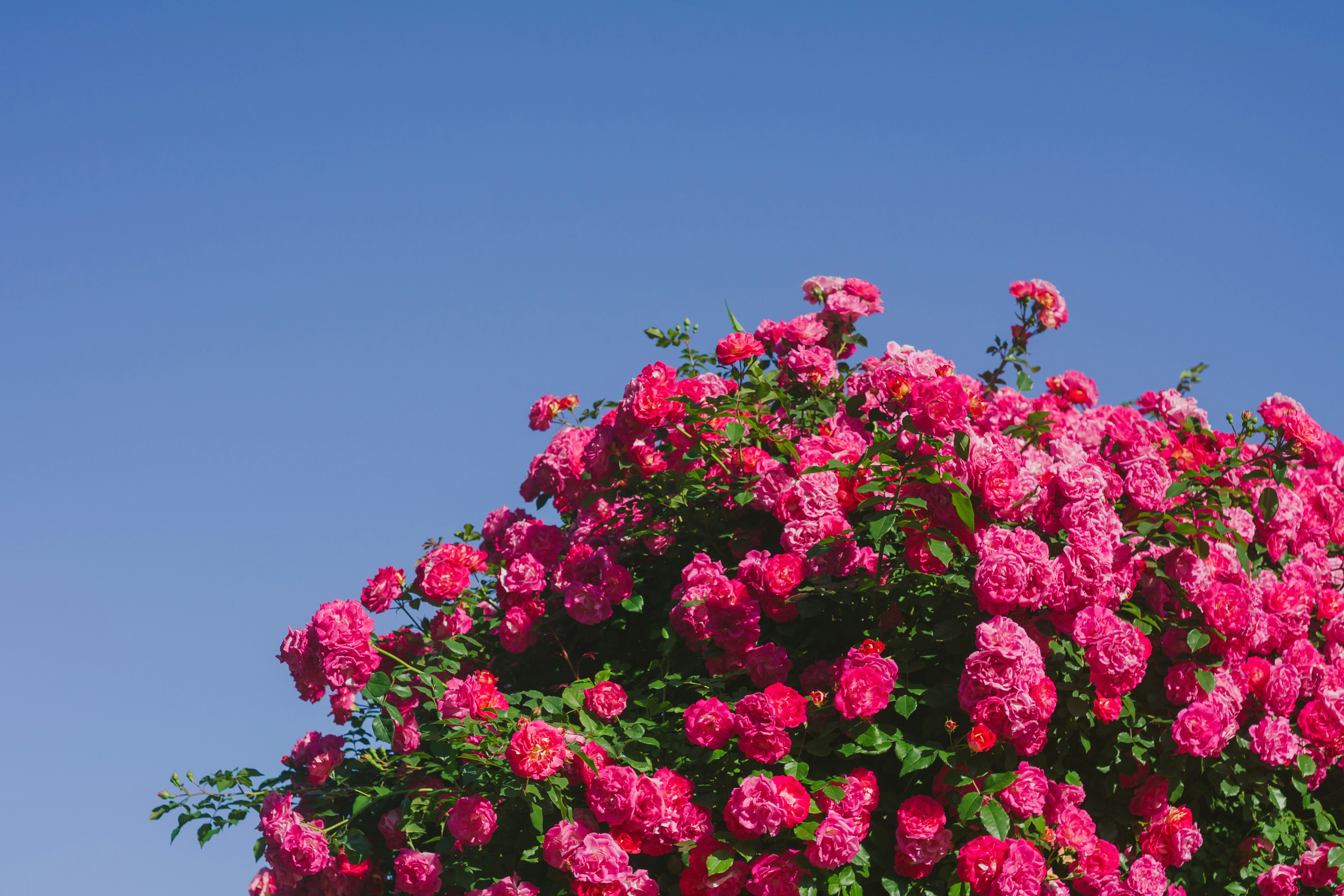 Vibrant Rose Crown Reaching Toward a Clear Sky