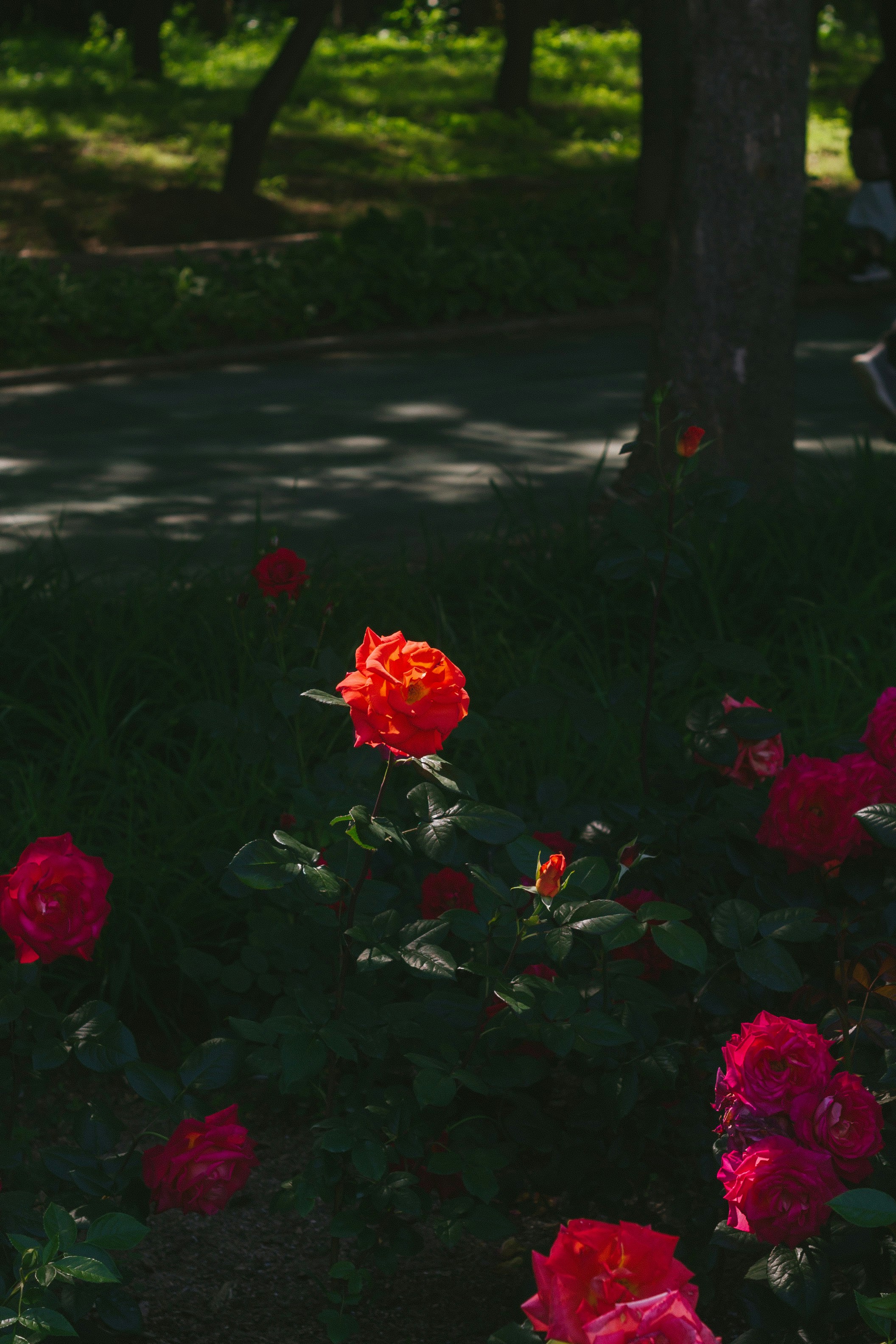 Single Rose in the Spotlight: A Quiet Garden Moment