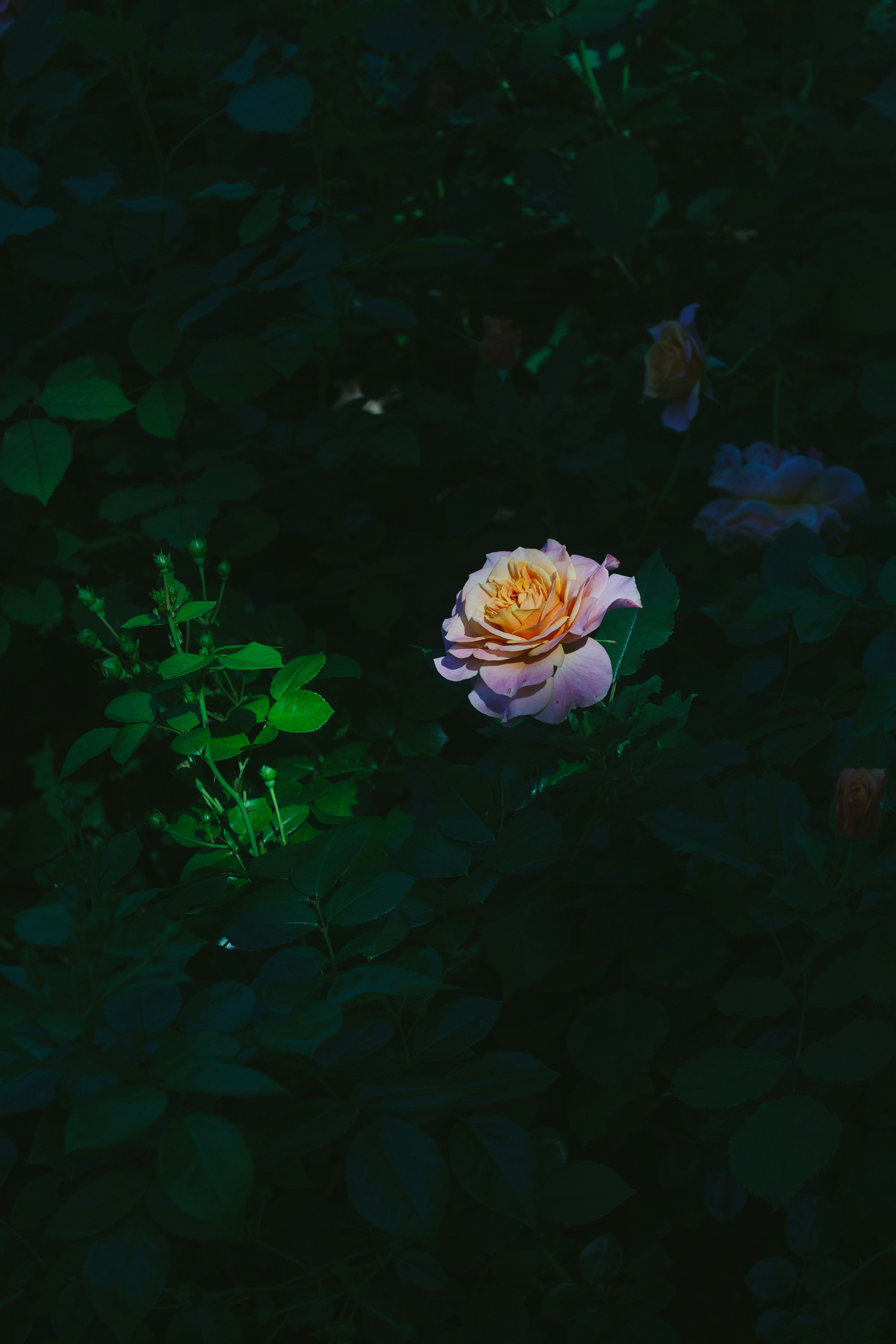 Moonlit Rose: A lone bloom in a shadowed garden