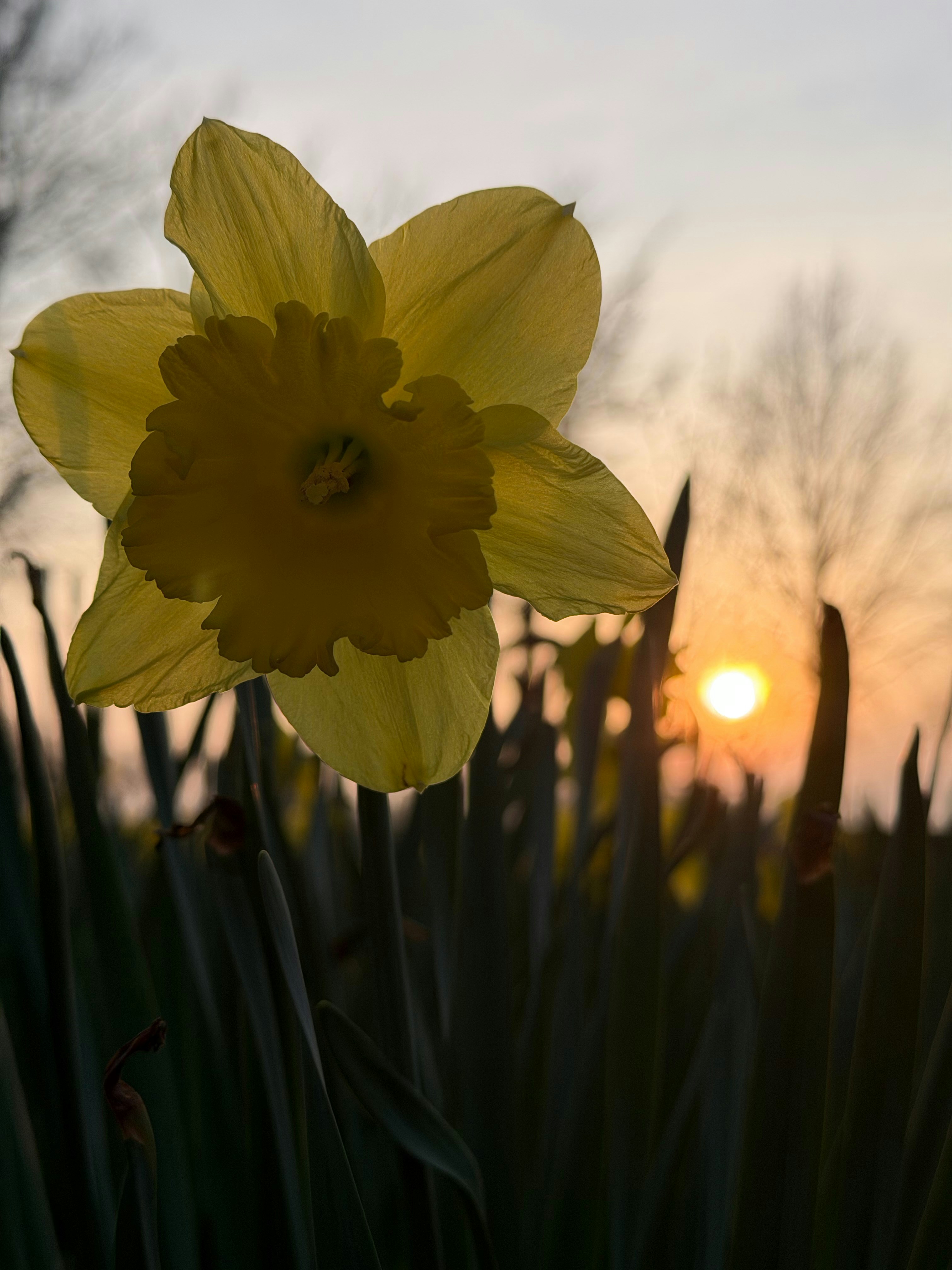 Golden Narcissus at Dusk