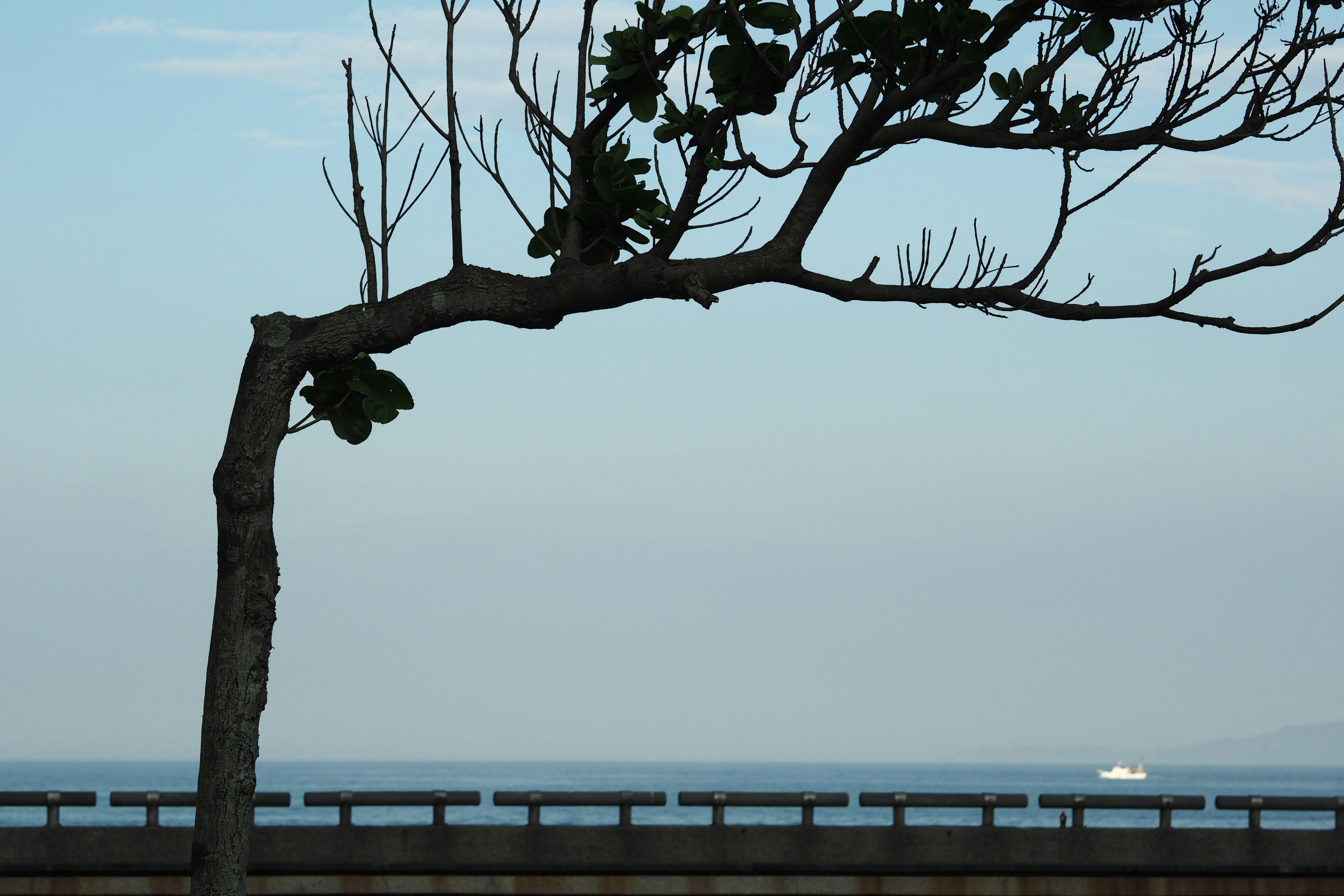 Lonely Tree Overlooking a Quiet Sea