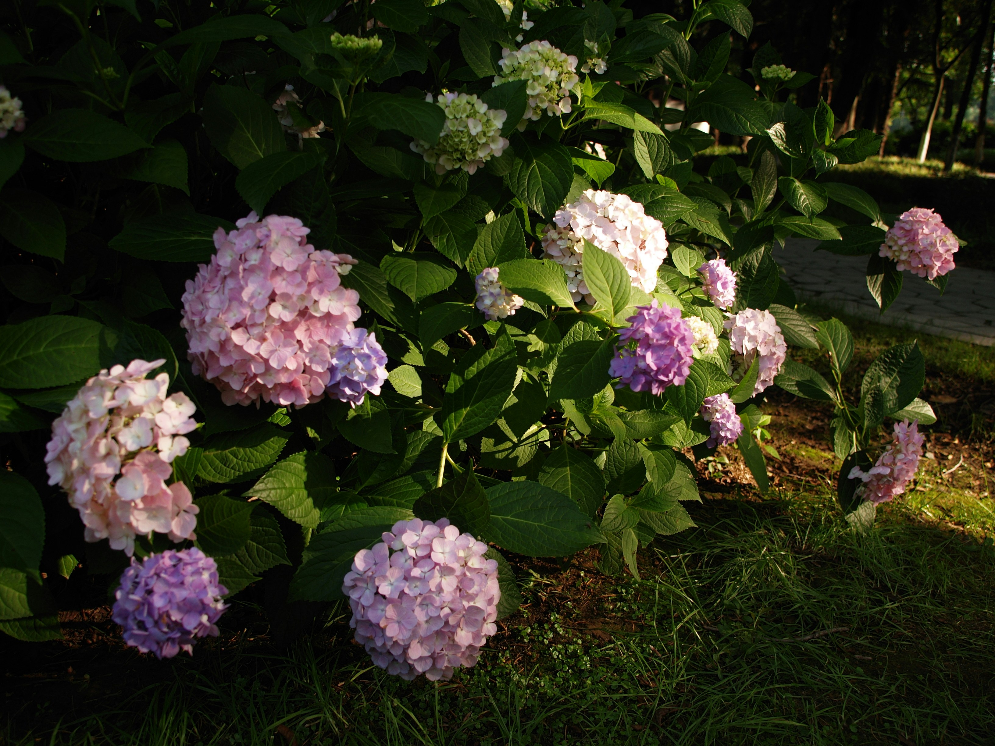 Soft Hydrangea Cascade in Afternoon Shade
