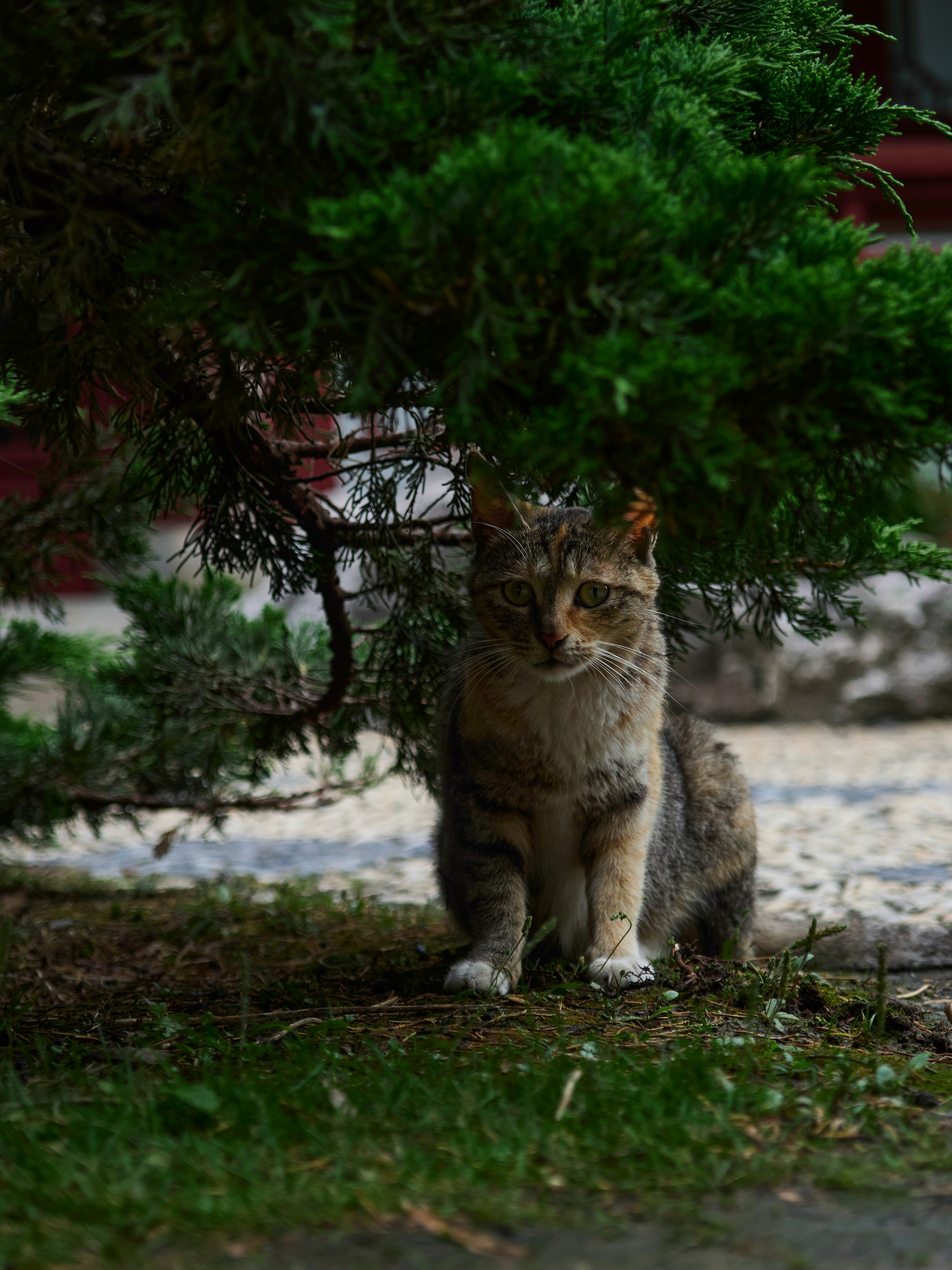 Hidden Feline Beneath the Green Canopy