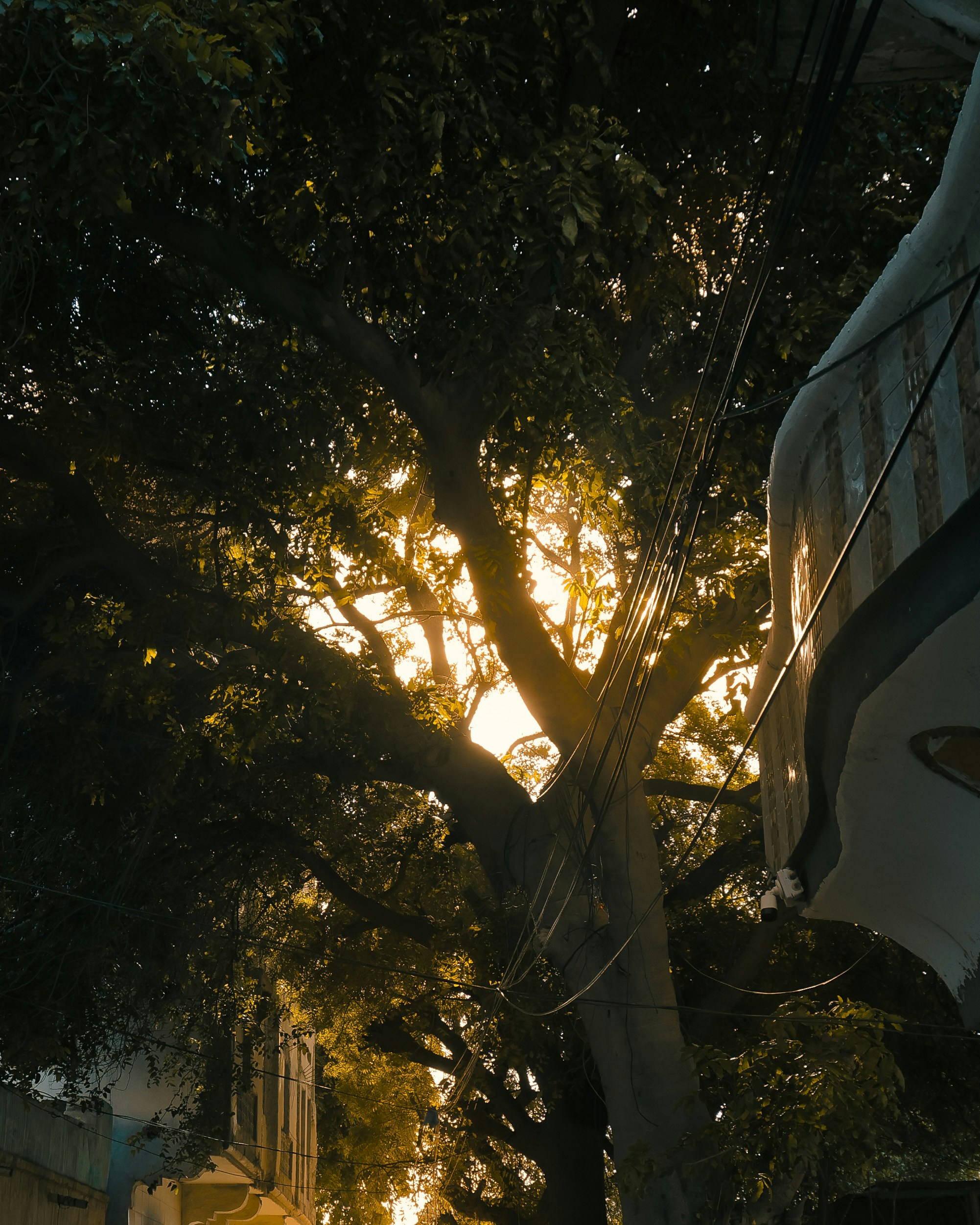 Sunlit Tree Wanes Behind Urban Wiring